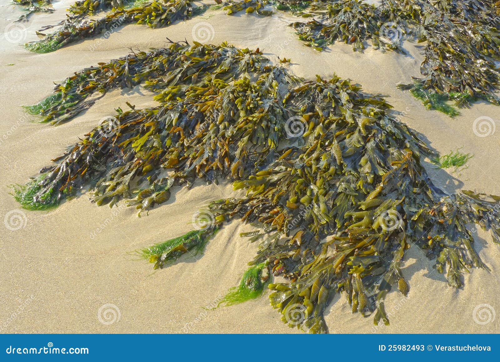 Seaweed on a beach stock image. Image of sand, ocean - 25982493