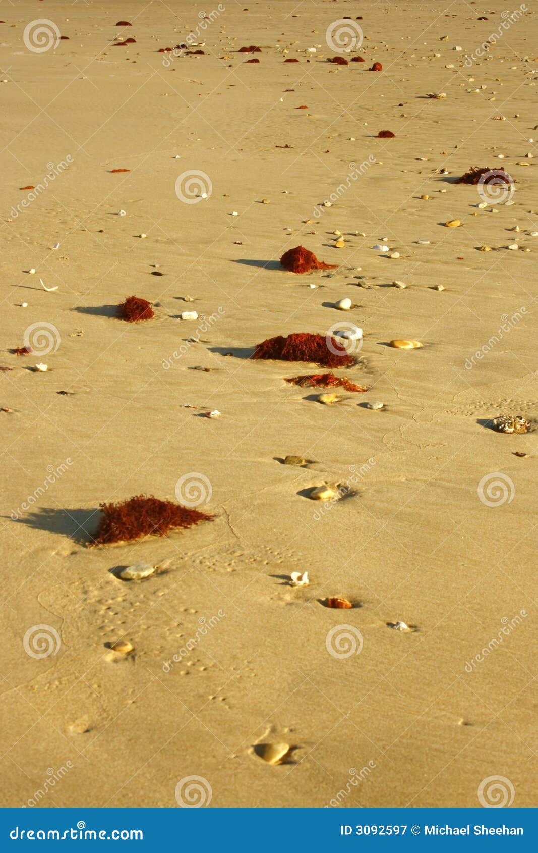 Seaweed on the beach stock image. Image of nature, seaweed - 3092597