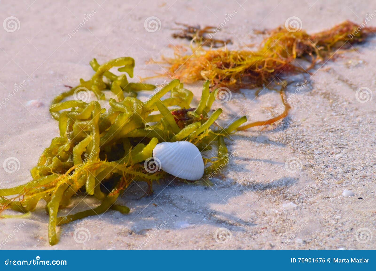 Seaweed on the beach stock photo. Image of environment - 70901676