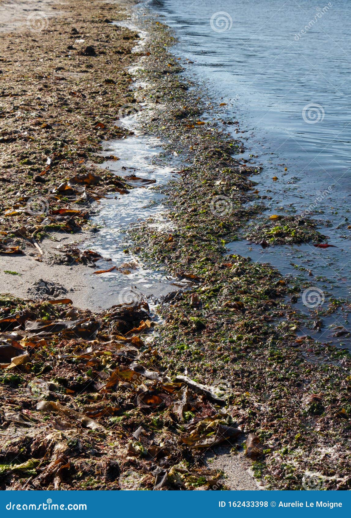 Seaweed on a Beach in Brittany Stock Photo - Image of seaside, algae ...