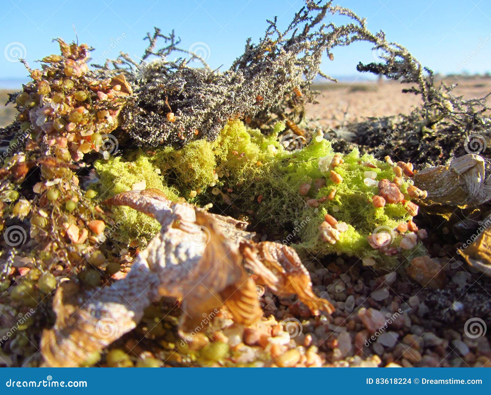 Seaweed on the beach stock photo. Image of environment - 83618224