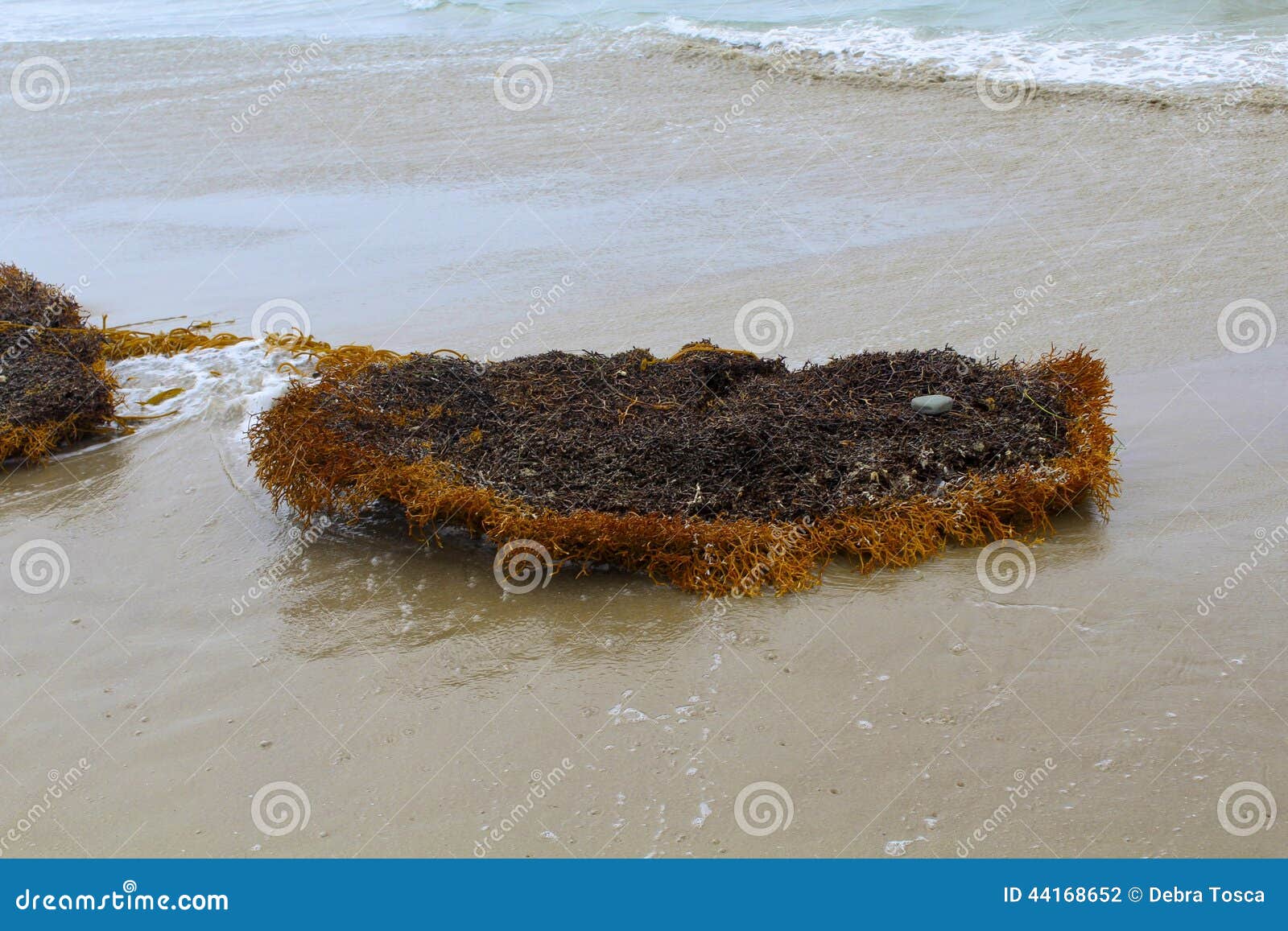 Seaweed beach stock photo. Image of large, beach, sand - 44168652