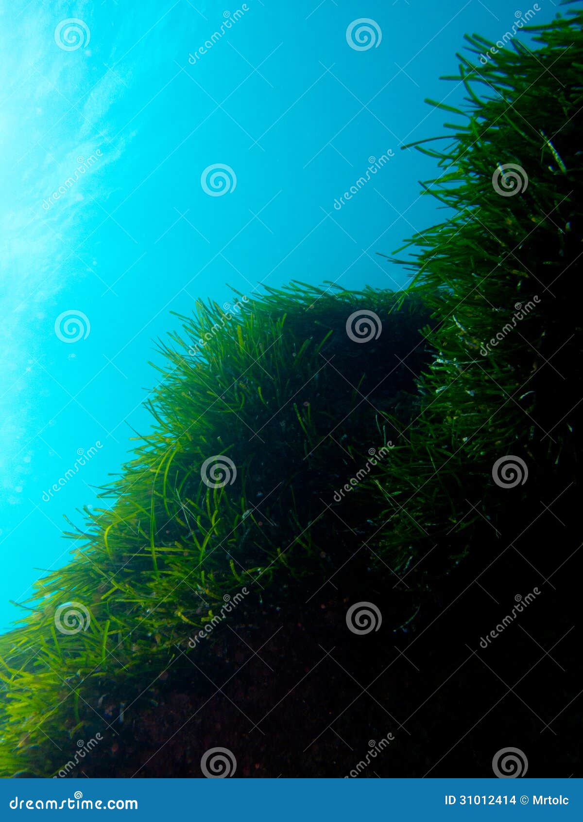 Seaweed stock photo. Image of marine, ocean, life, forest - 31012414