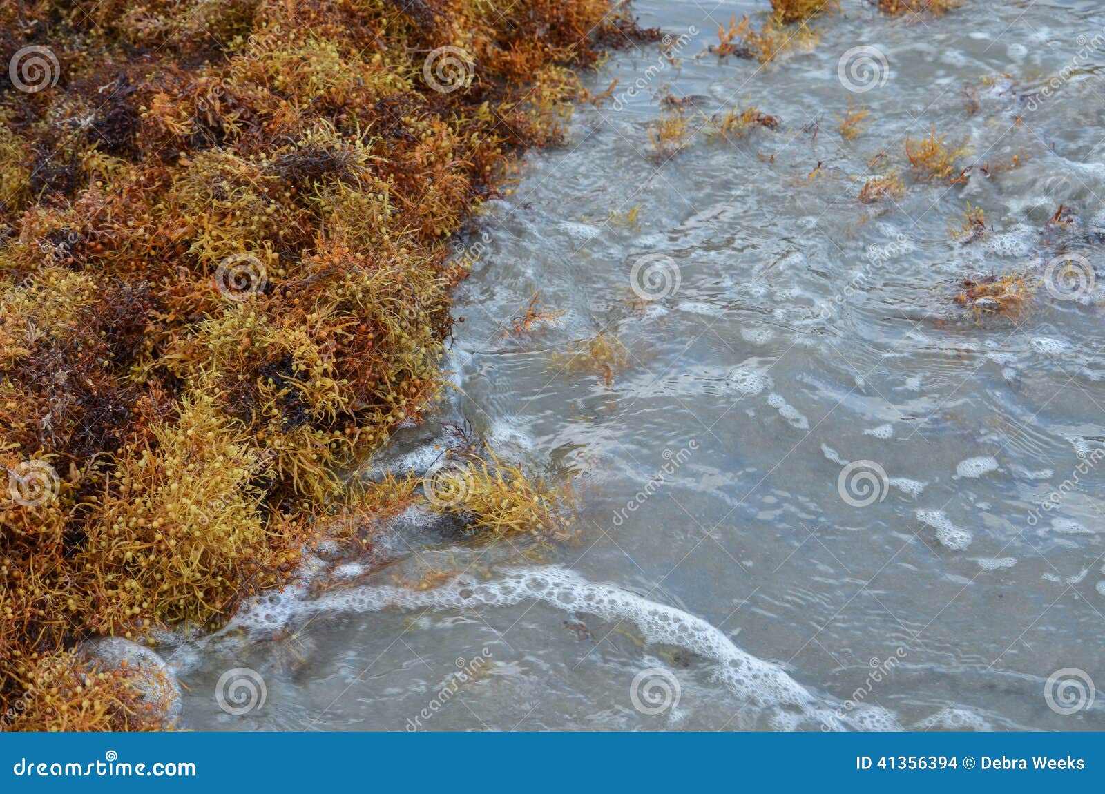 Seaweed Being Washed Up on the Beach Stock Photo - Image of texas ...