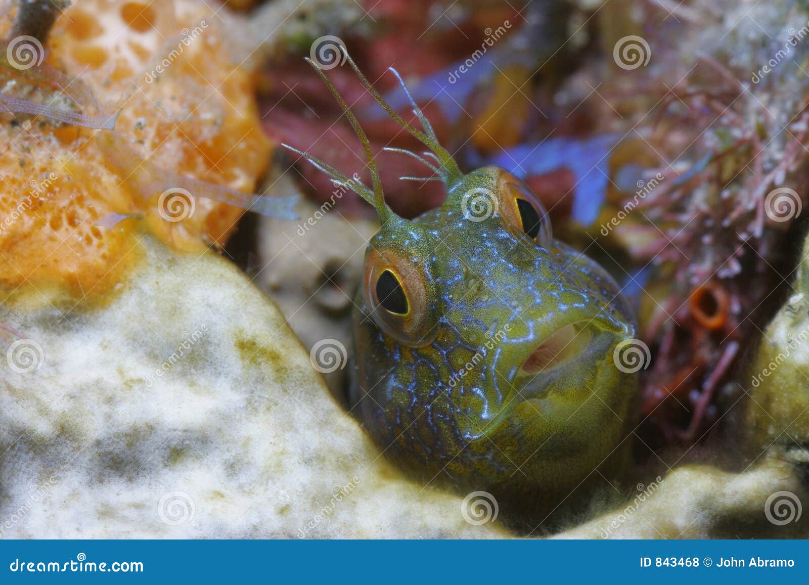 Seaweed Blenny stock photo. Image of fish, diving, dive - 843468