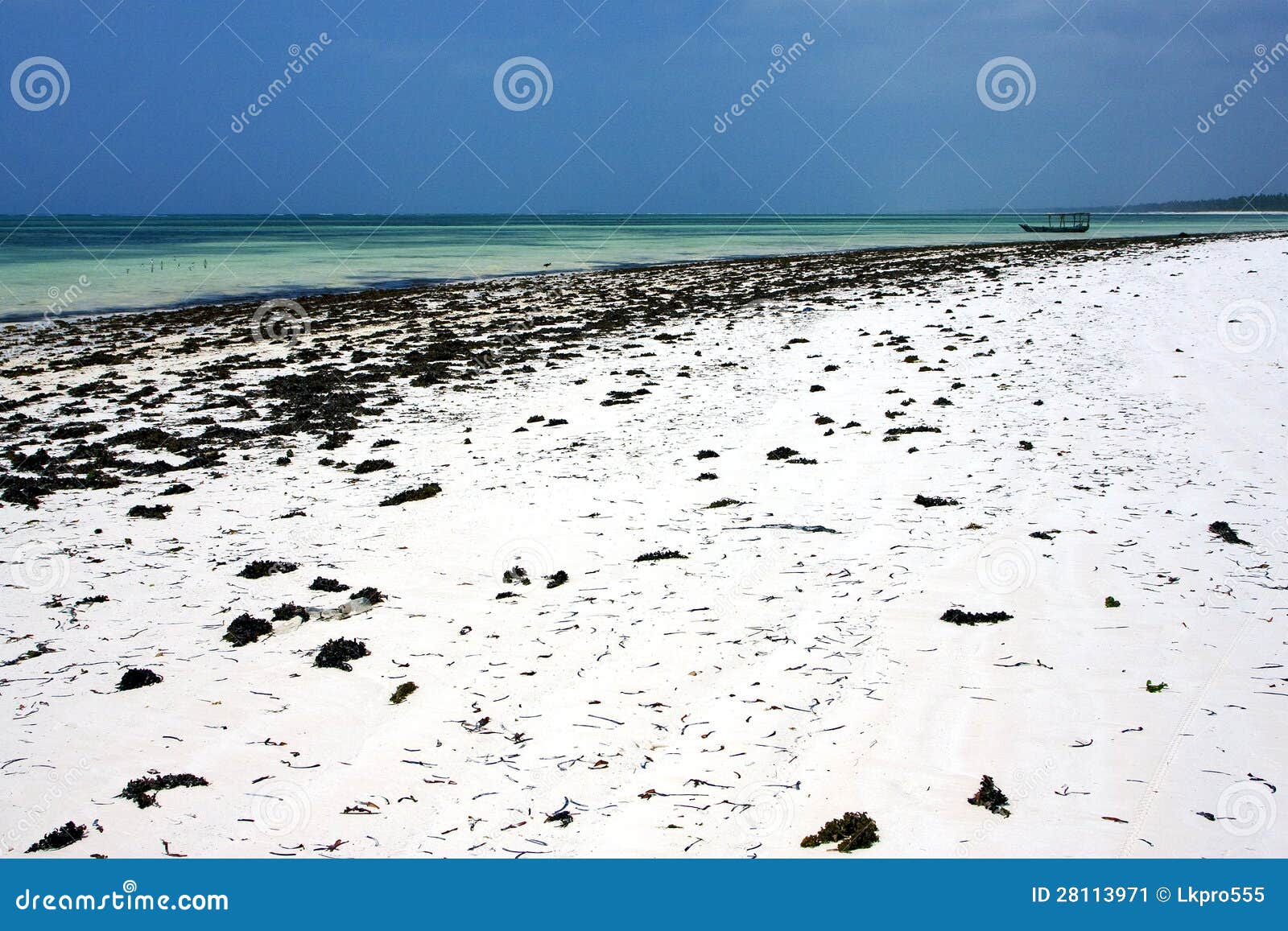 Seaweed and Boat in Tanzania Stock Image - Image of seaweed, sail: 28113971