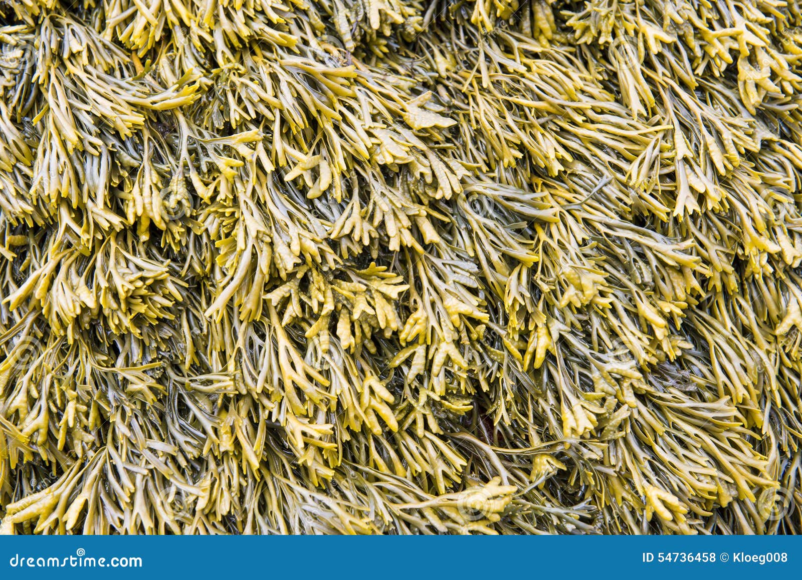 Seaweed Brown stock photo. Image of phaeophyta, structure - 54736458