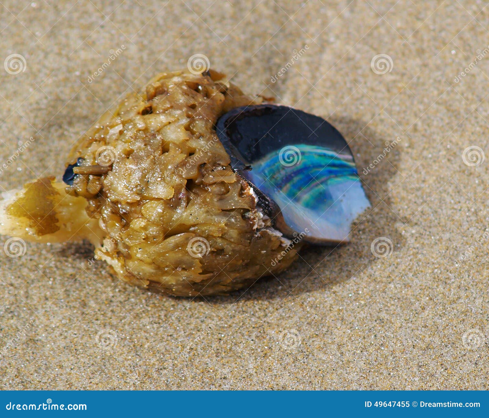 Seaweed and shell stock image. Image of coast, rockaway - 49647455