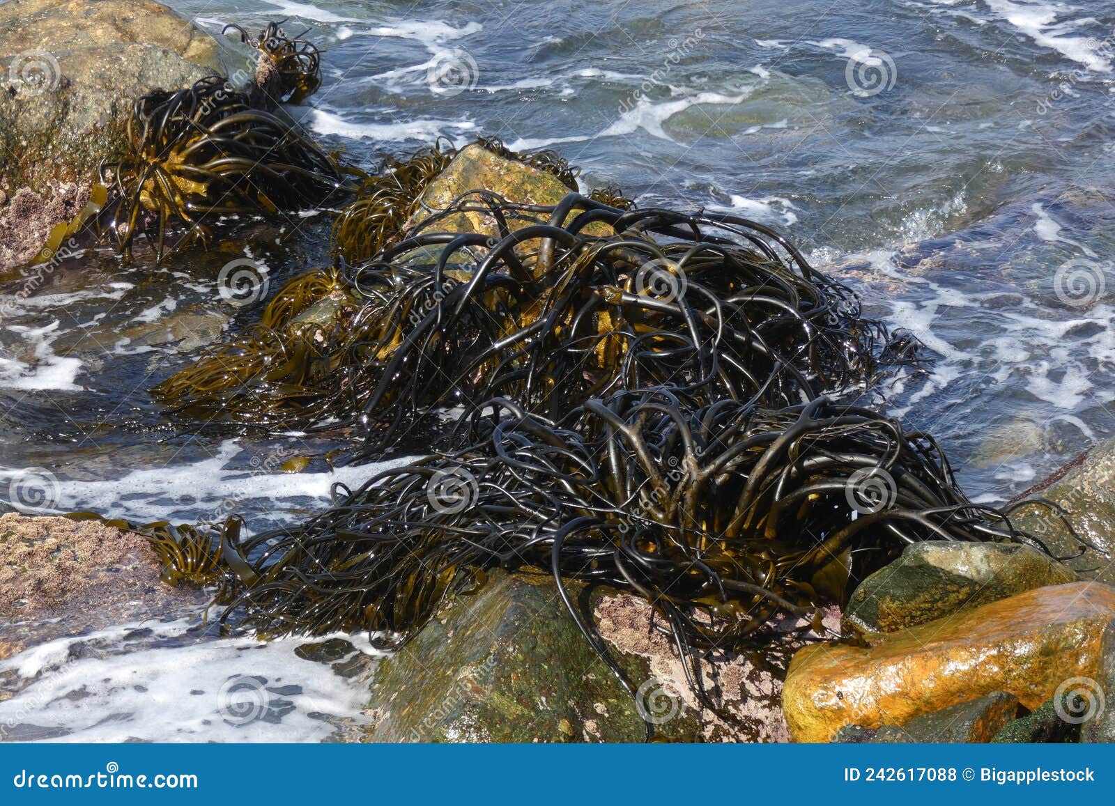 Seaweed stock photo. Image of front, seaweed, latin - 242617088