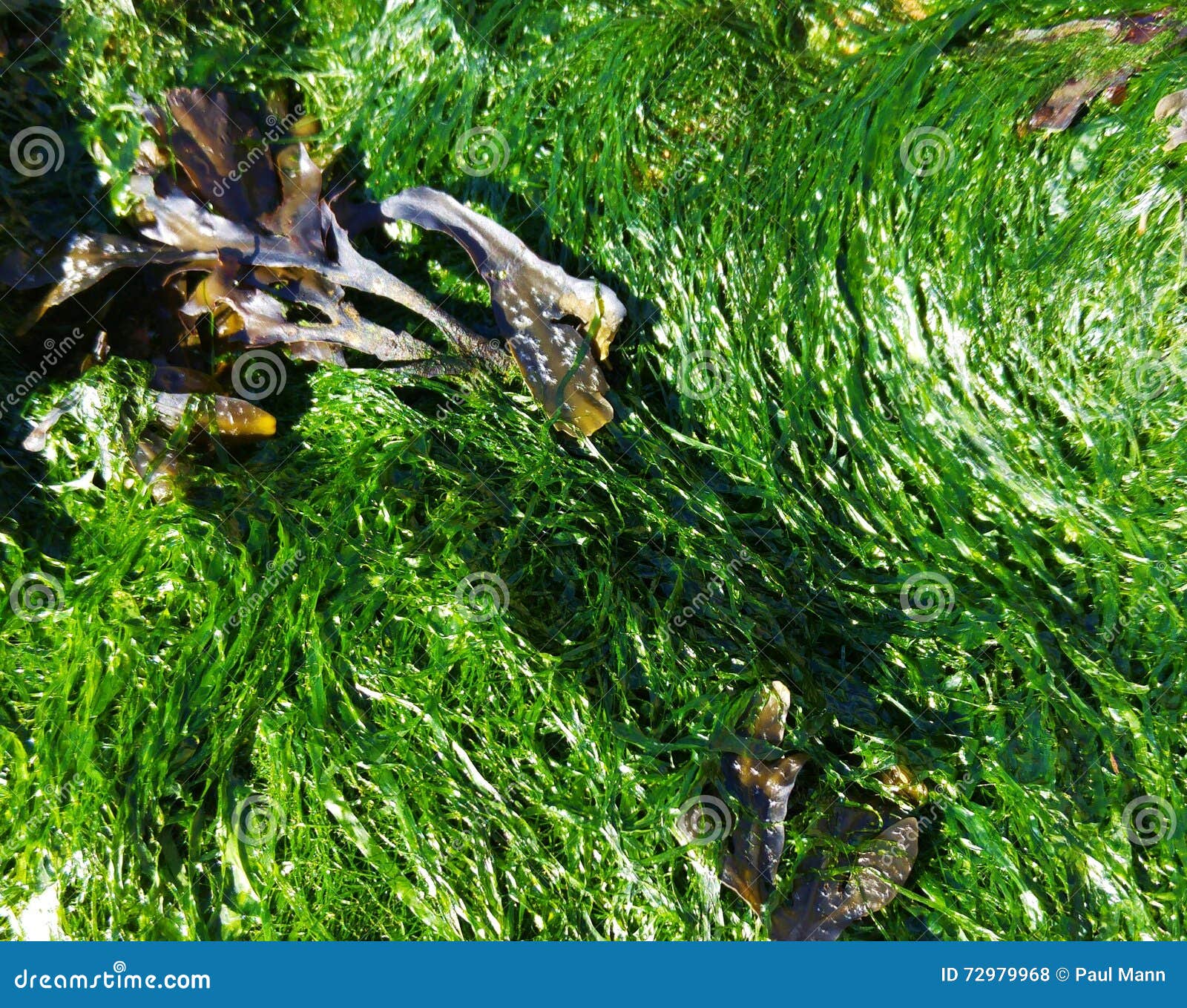 Seaweed colour stock photo. Image of beach, colour, background - 72979968