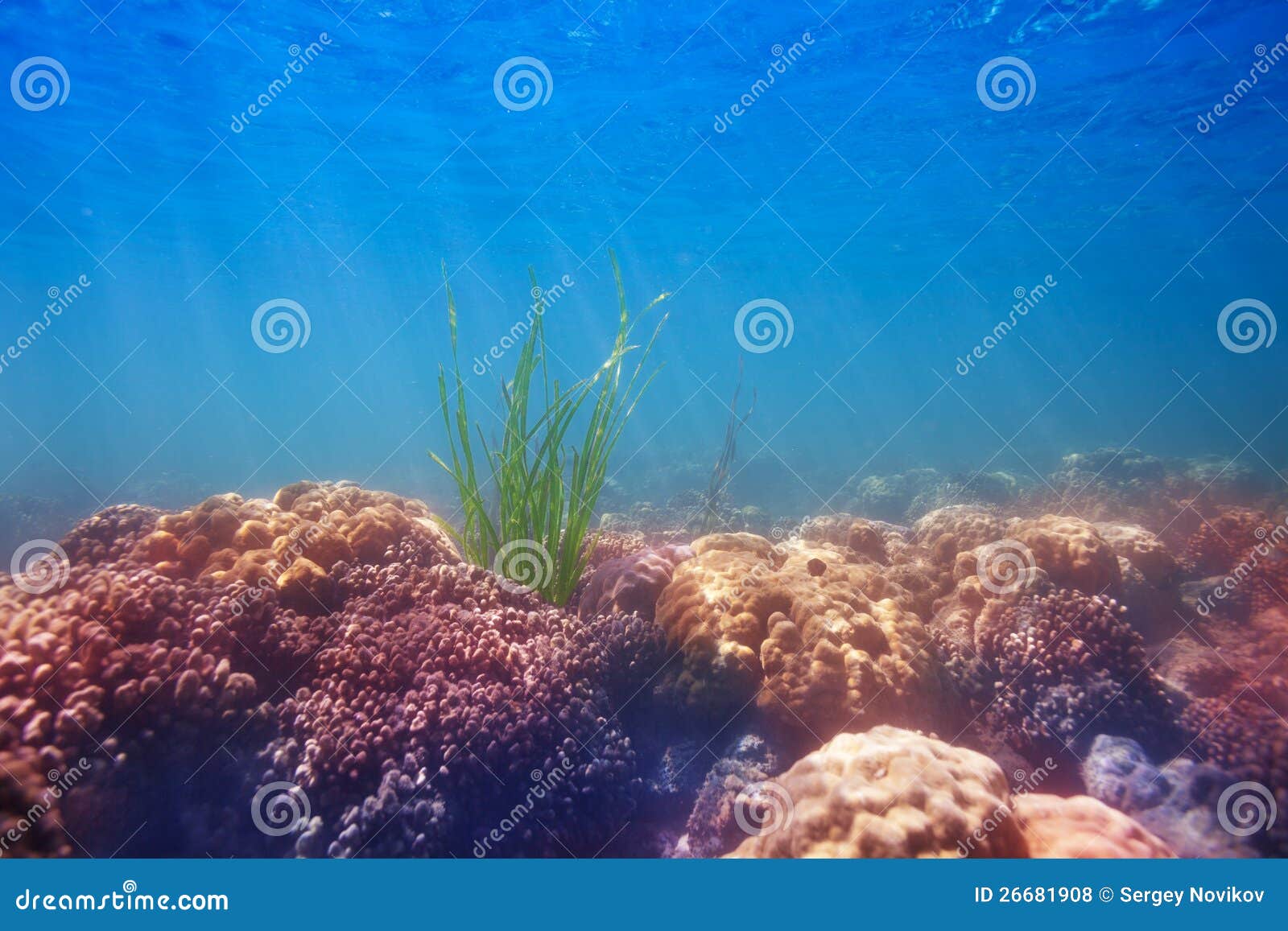 Seaweed on coral bottom stock photo. Image of environment - 26681908
