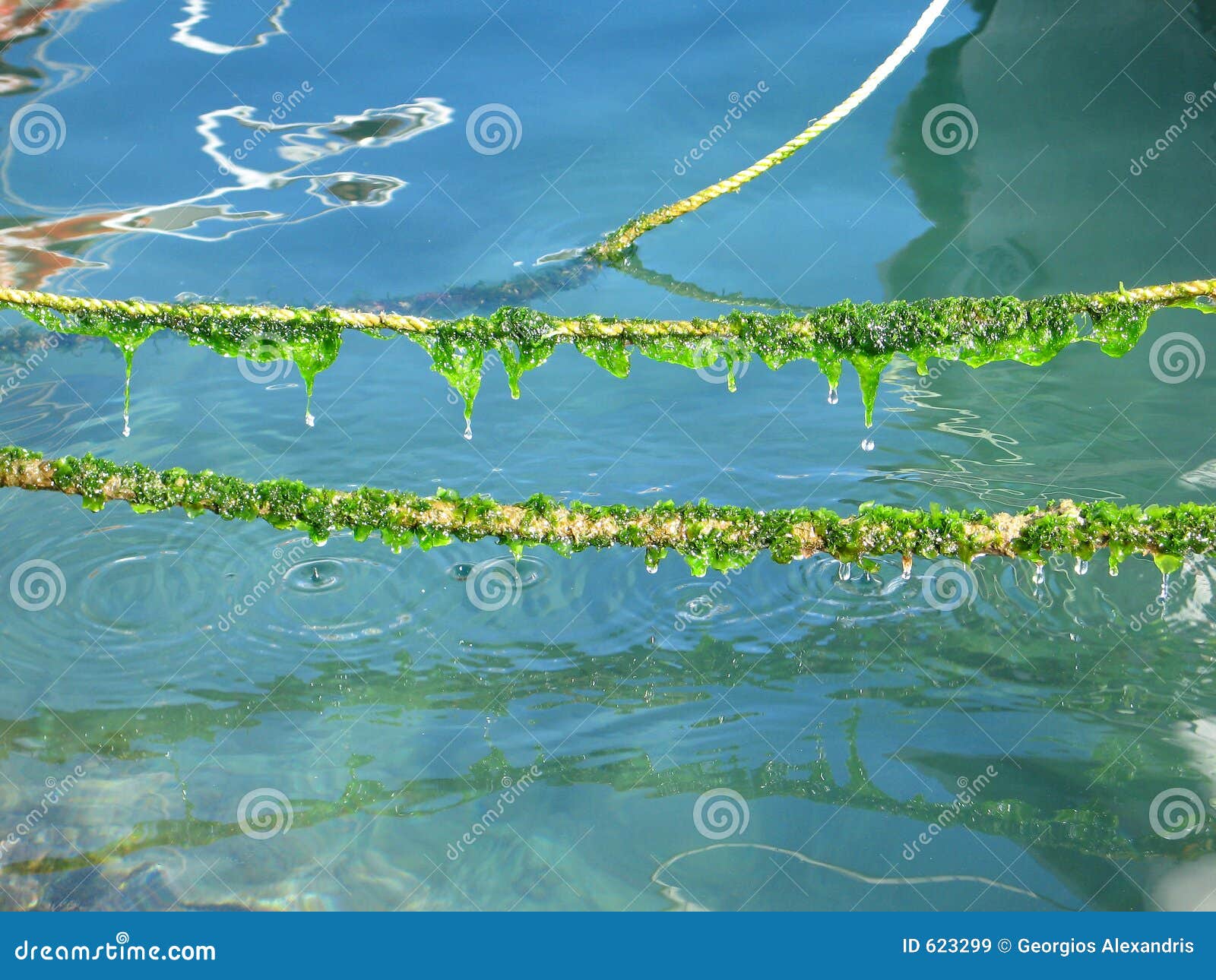 Seaweed-covered ropes stock image. Image of holding, mooring - 623299