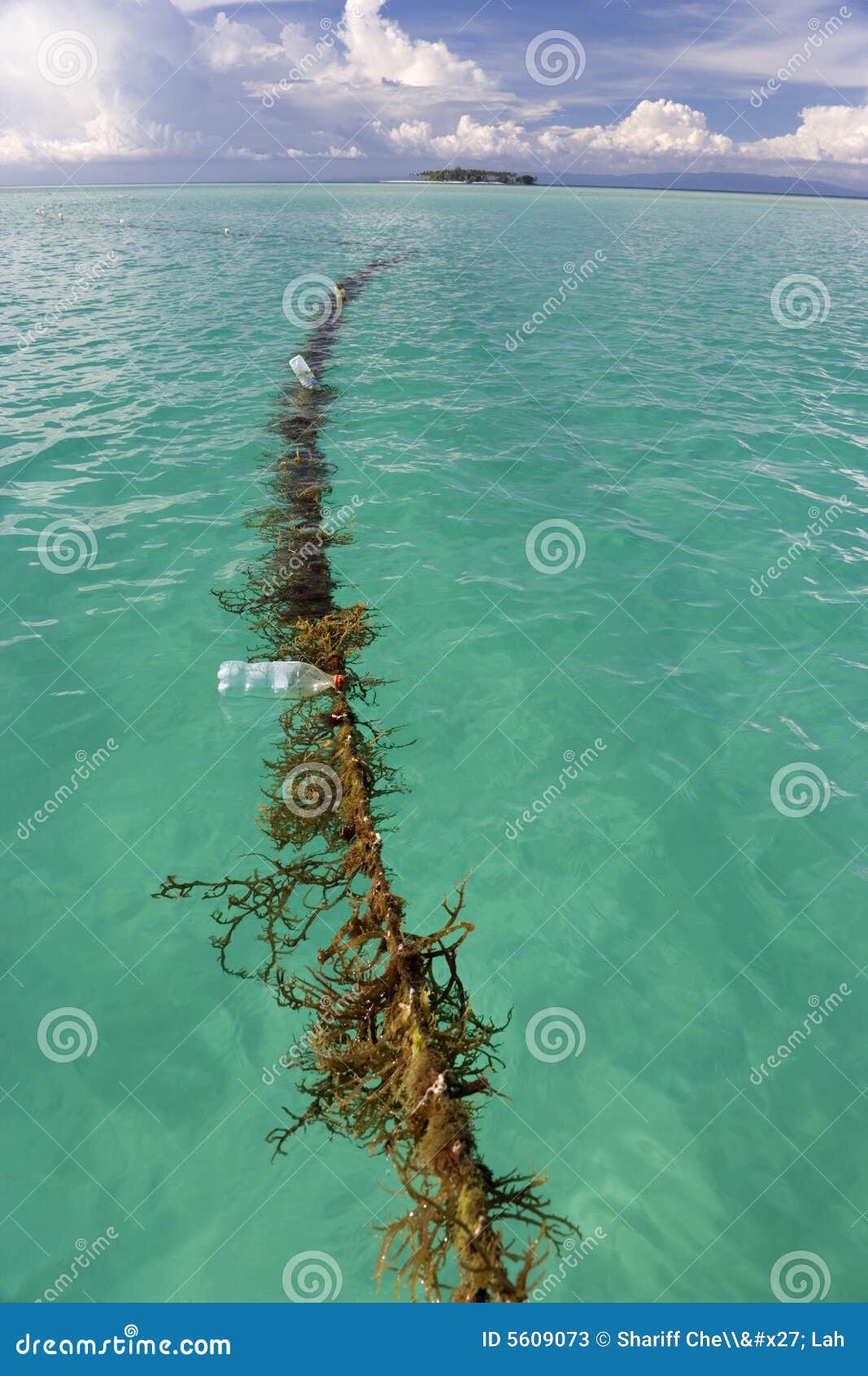 Seaweed Cultivation stock image. Image of plant, food - 5609073