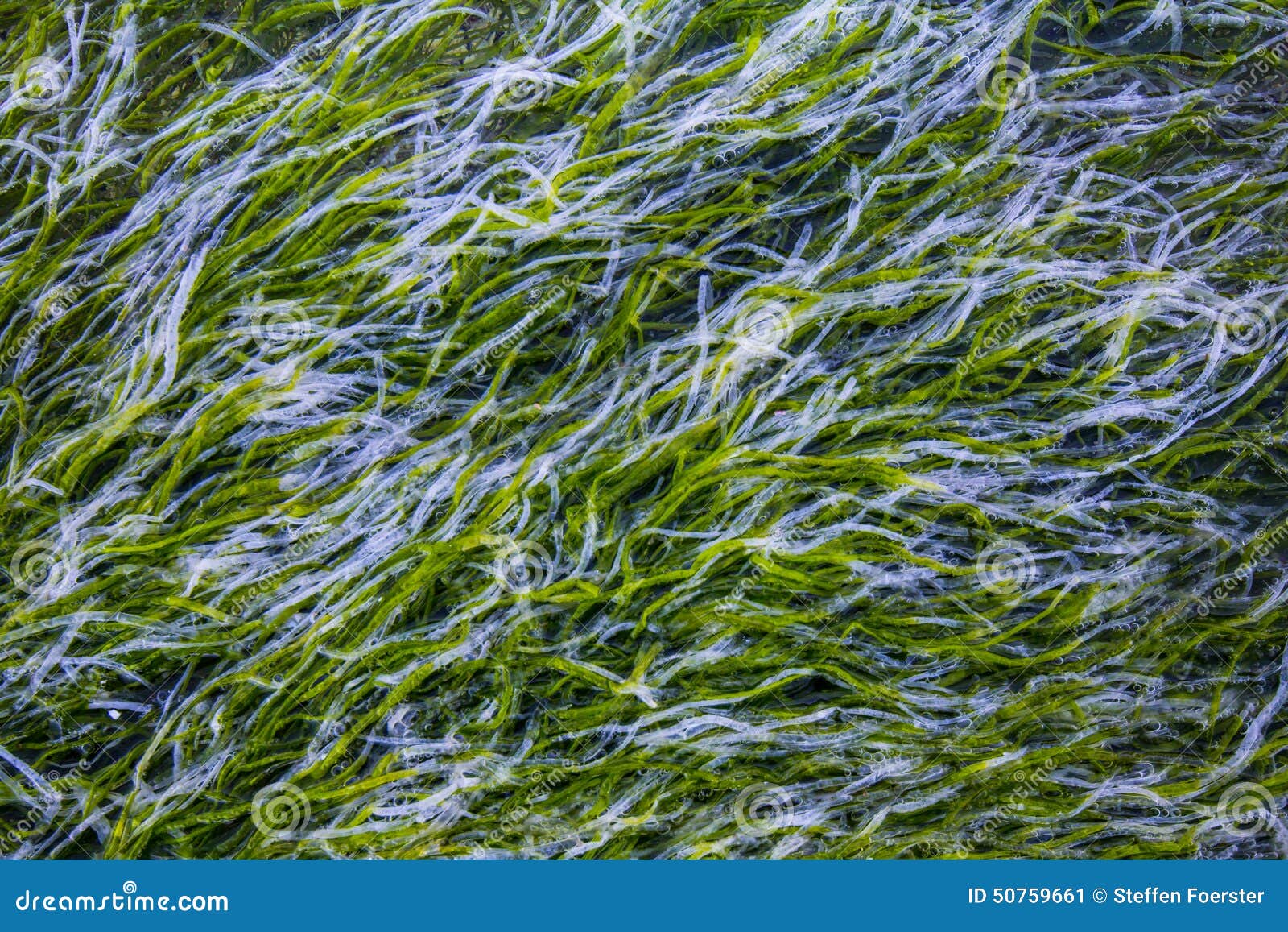 Seaweed stock image. Image of algae, white, thin, plants - 50759661