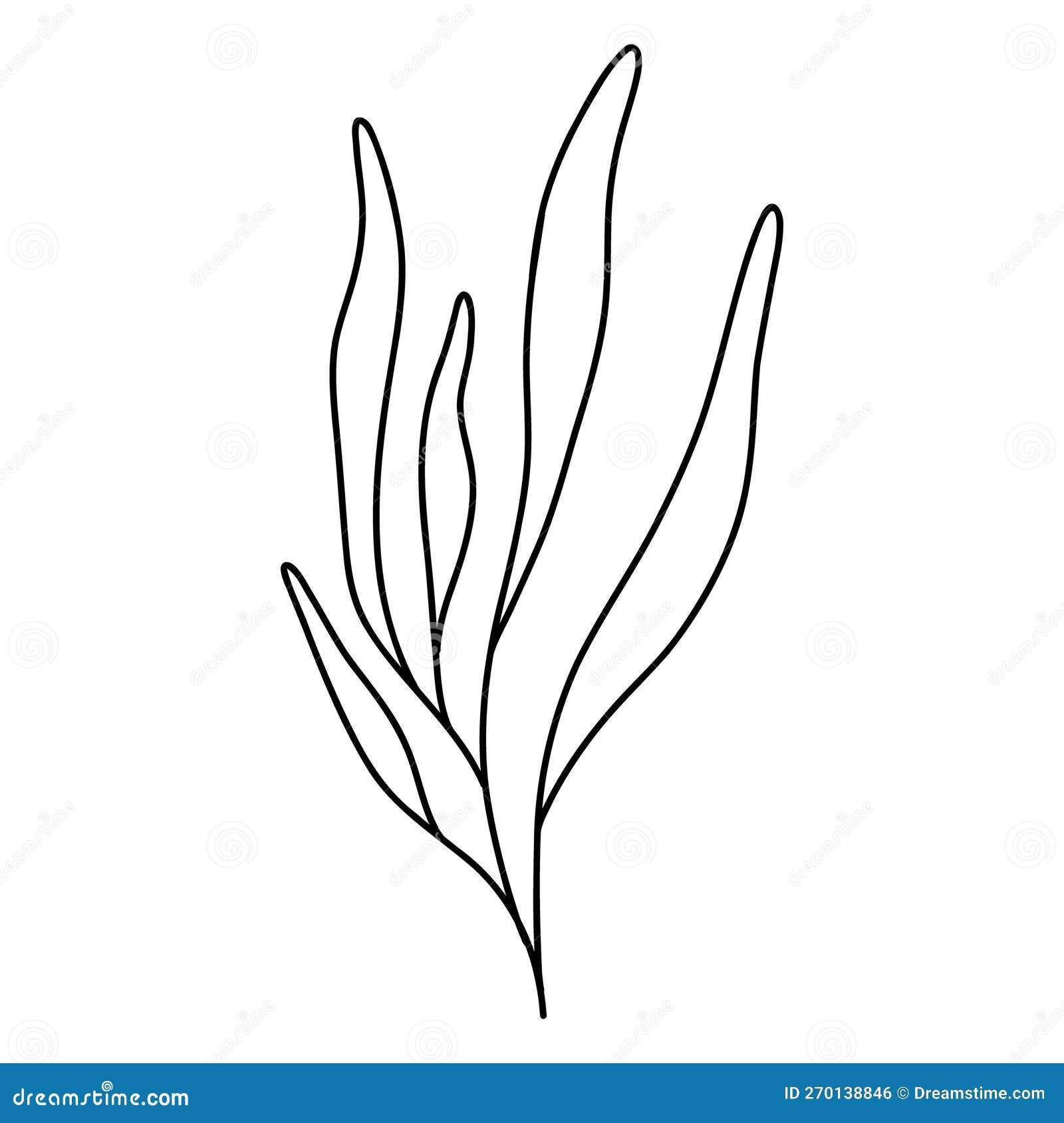 Seaweed in Doodle Style. Linear Underwater Plant. Vector Illustration Stock Vector ...