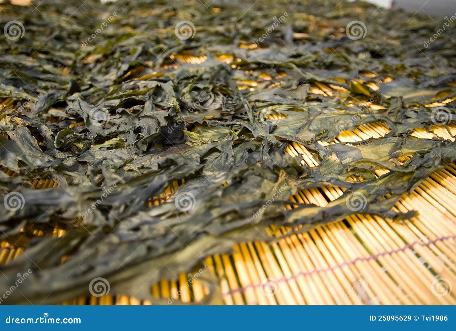 Seaweed drying on bamboo stock image. Image of algae - 25095629