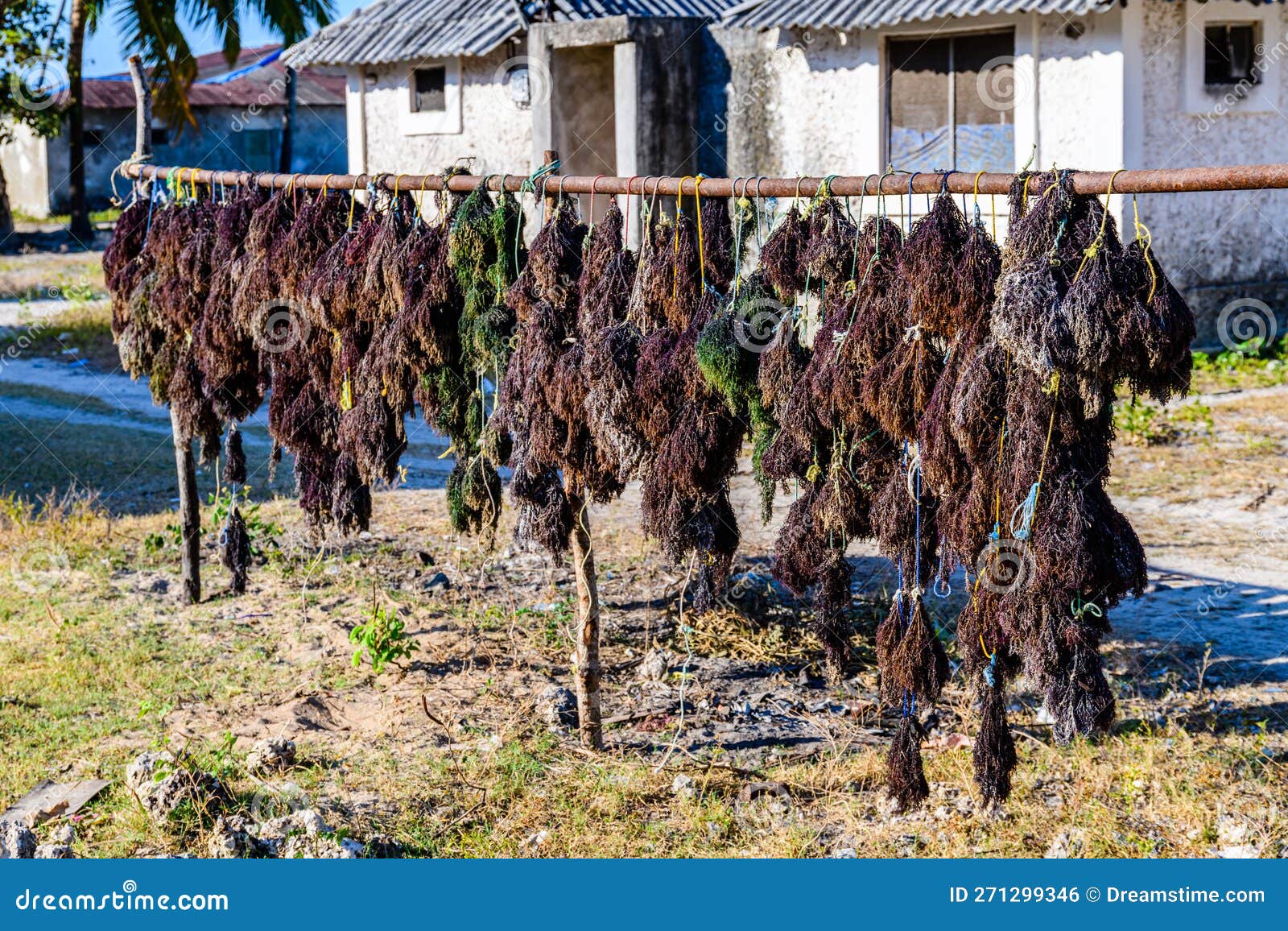 Seaweed Drying at the Seaweed Farm at Zanzibar Island Stock Photo ...