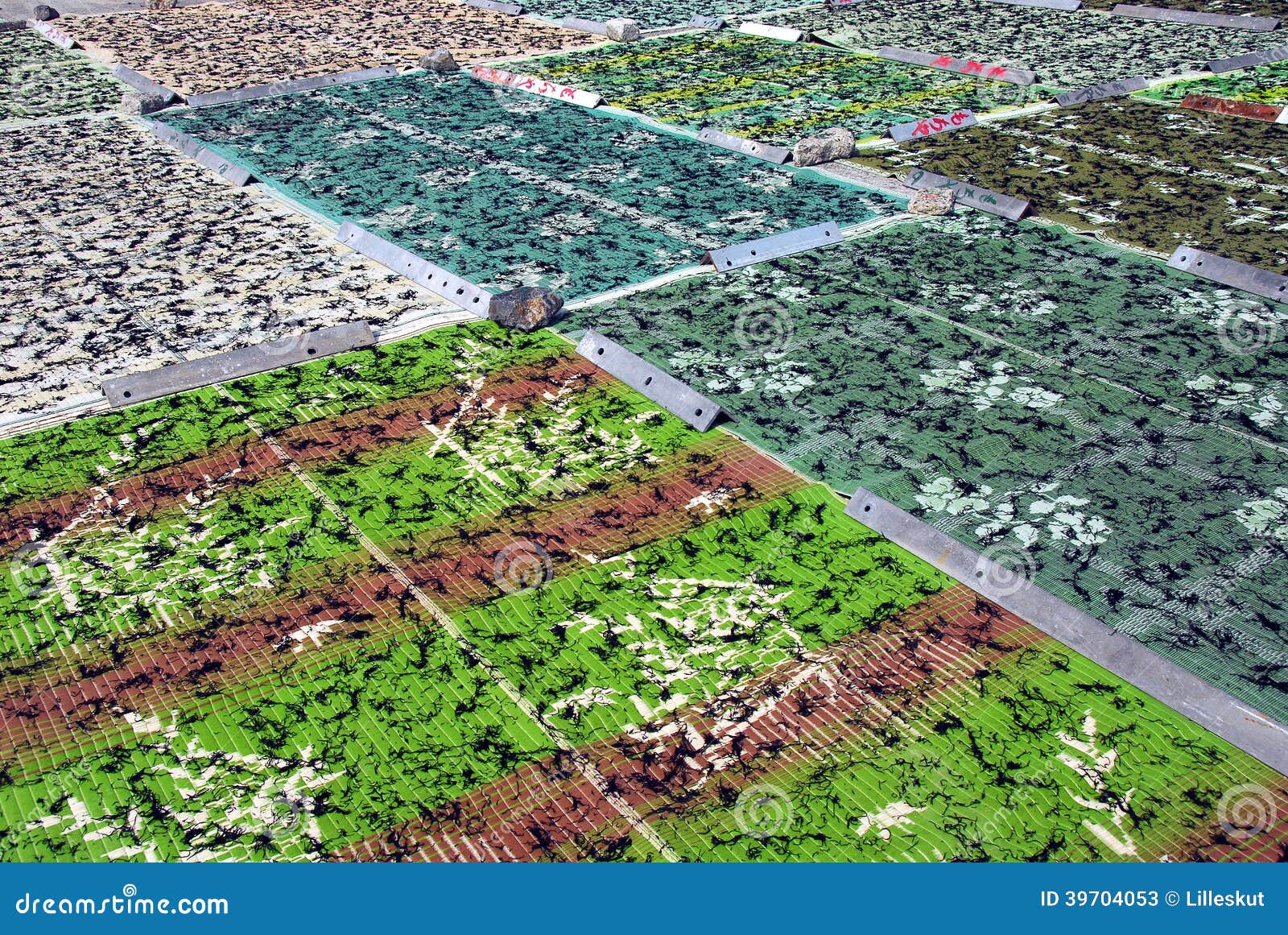 Seaweed Drying on the Ground Stock Image - Image of delicious, grey ...