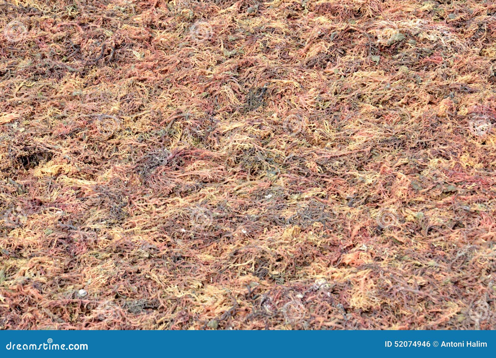 Seaweed stock photo. Image of fresh, kelp, east, algae - 52074946