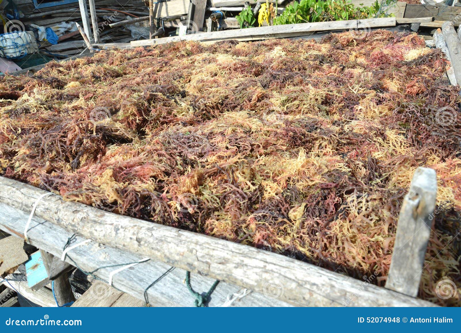 Seaweed stock photo. Image of natural, leaf, algae, delicious - 52074948