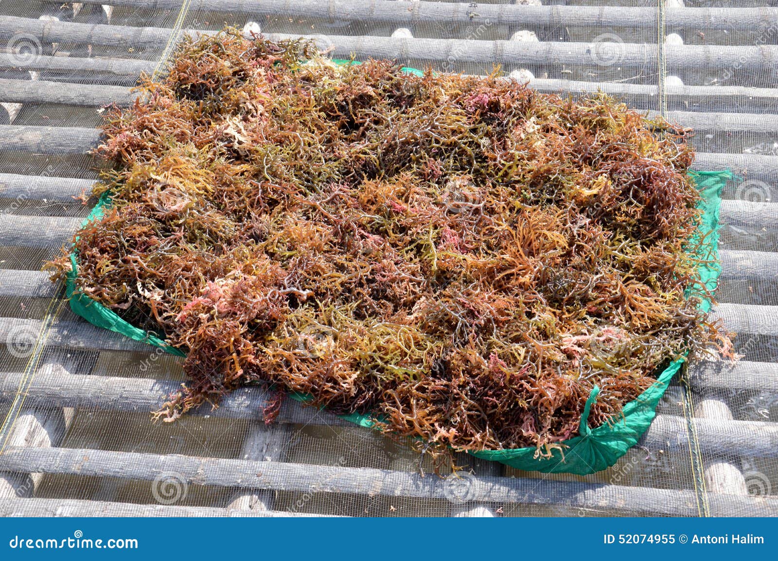 Seaweed stock image. Image of isolated, nature, ocean - 52074955