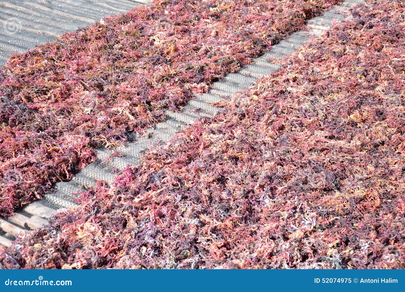 Seaweed stock image. Image of cuisine, dish, flora, meal - 52074975