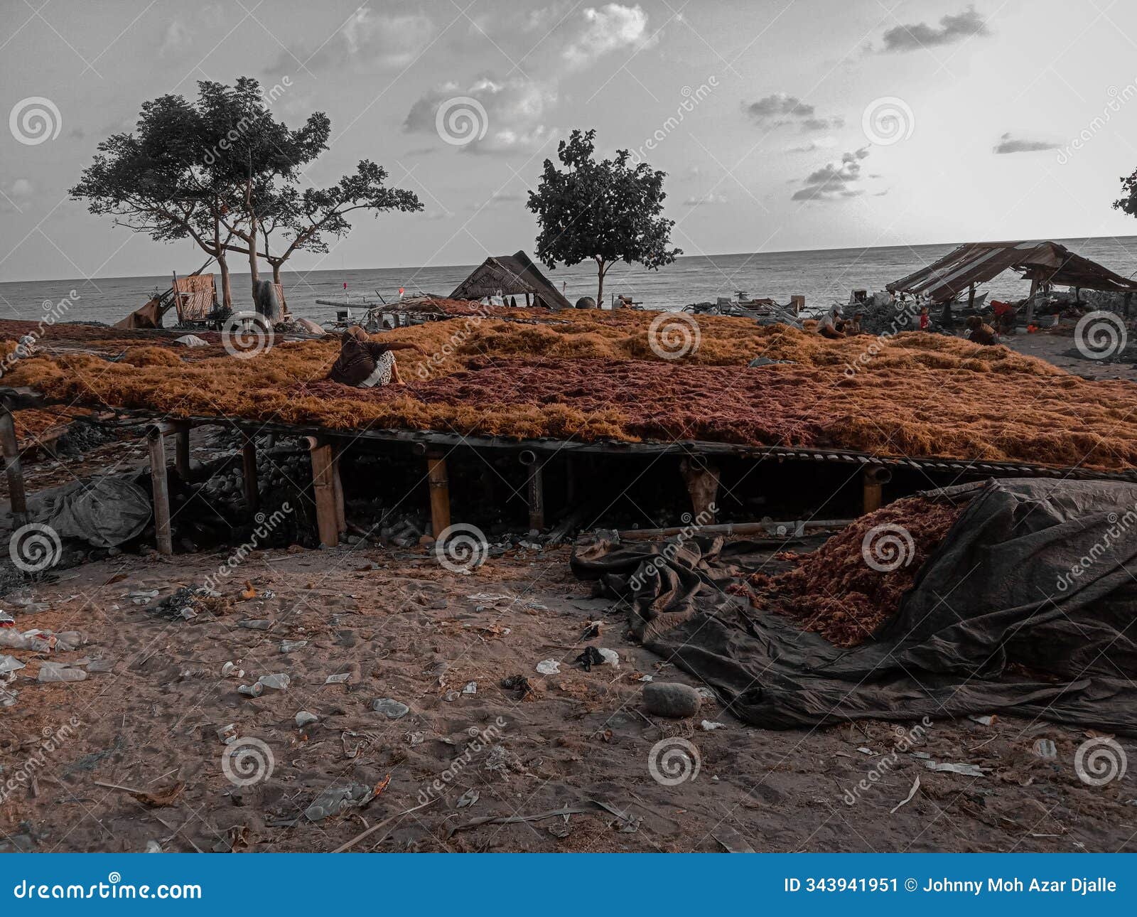 Seaweed Drying Process on the Beach Stock Image - Image of tree ...