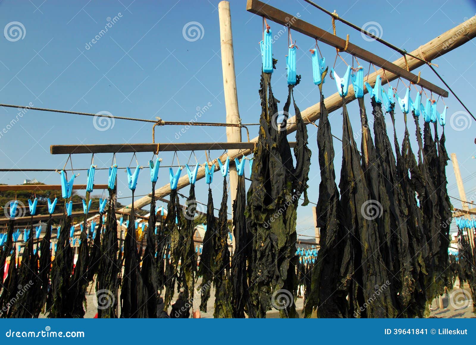 Seaweed Drying in the Sun on the Beach Stock Image - Image of clear ...