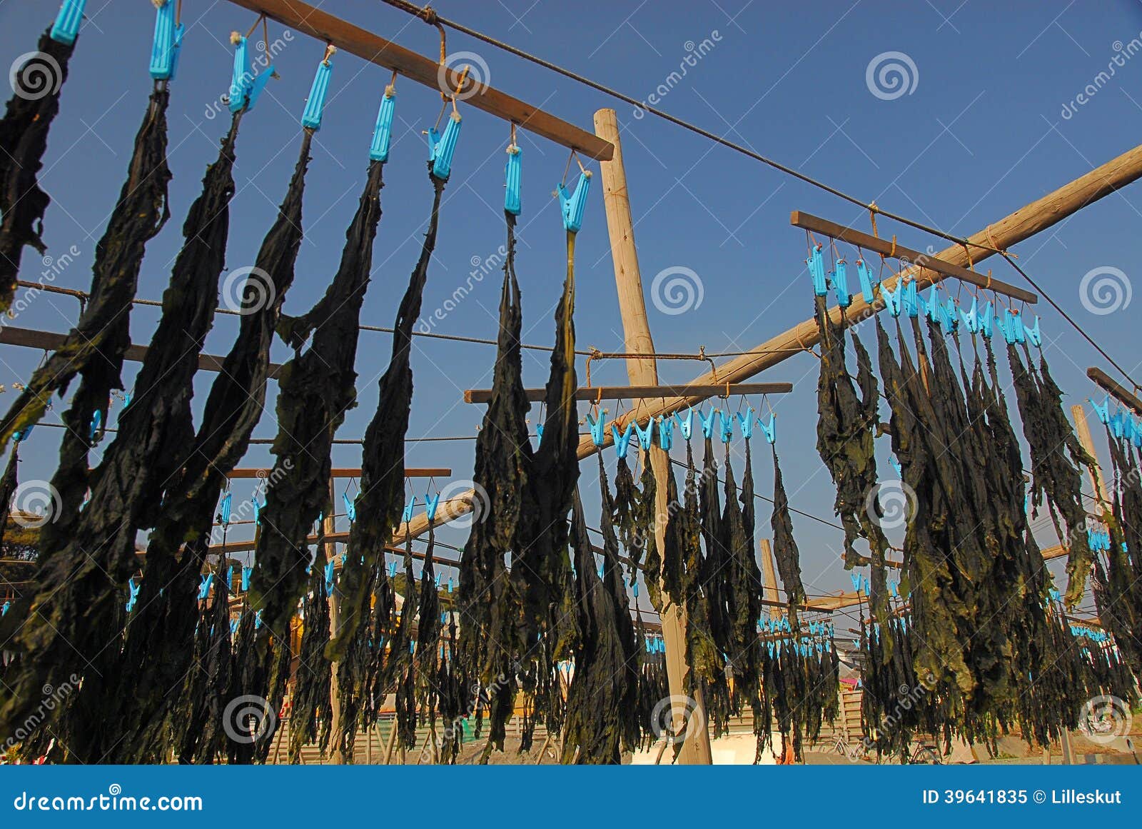 Seaweed drying in the sun stock image. Image of line - 39641835