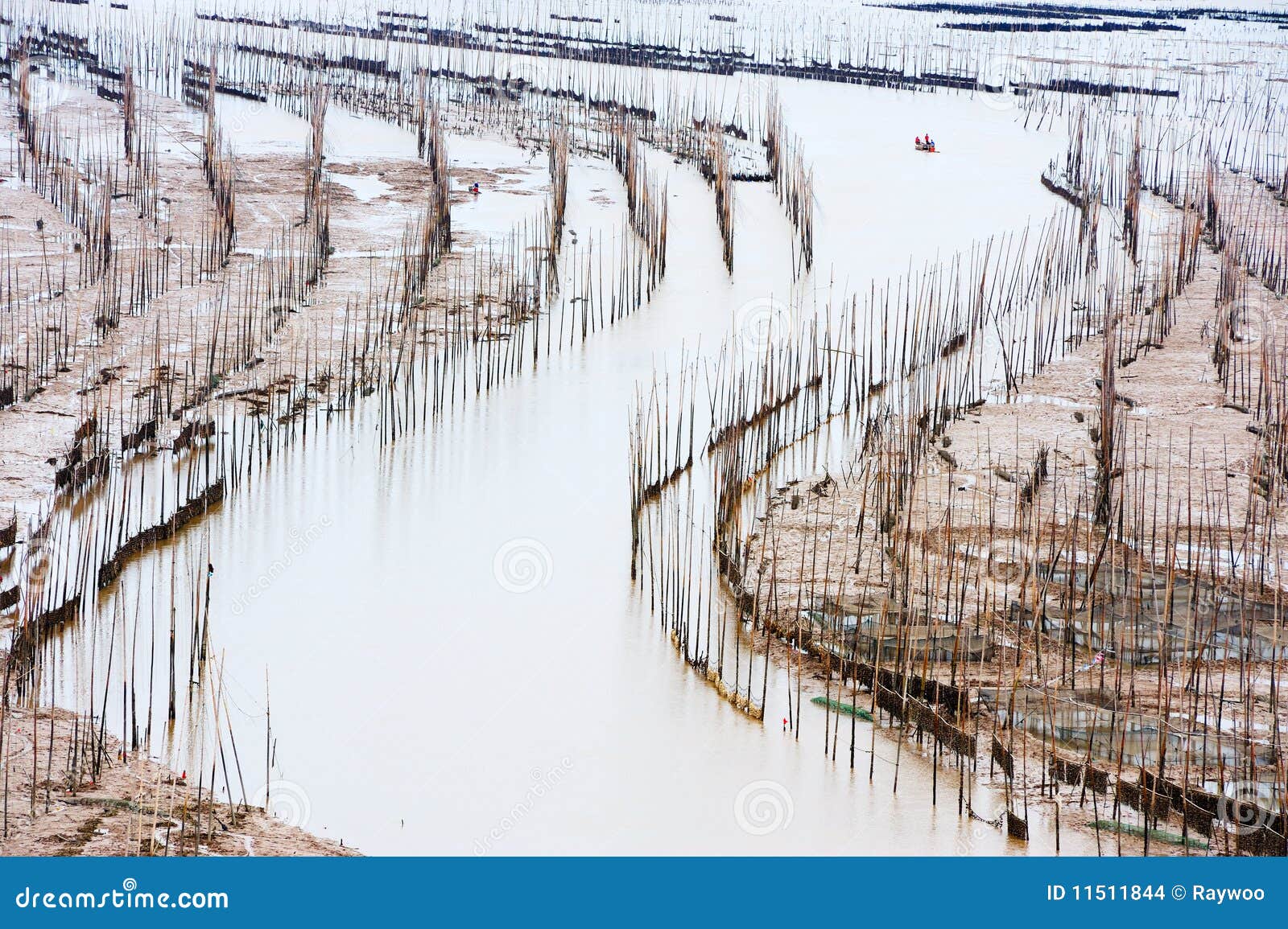 Seaweed farm stock photo. Image of ocean, scenery, summer - 11511844