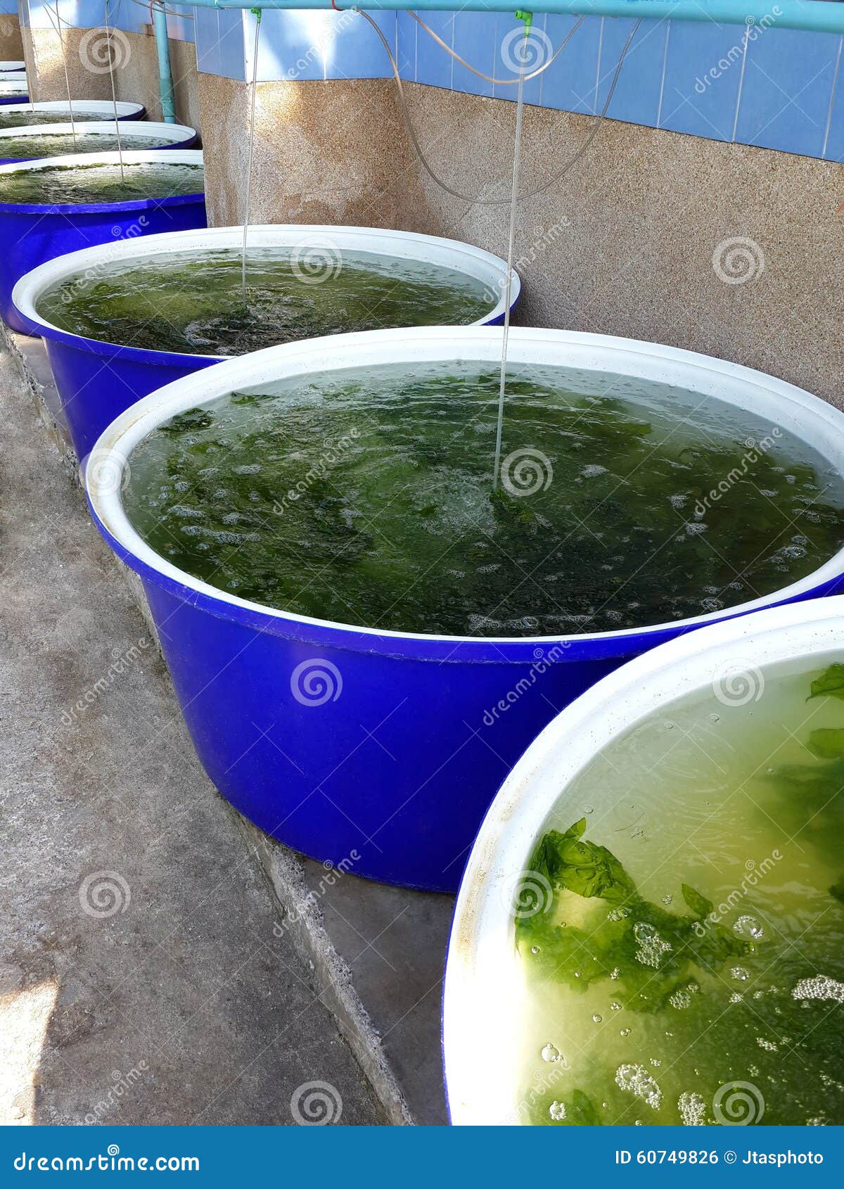 Seaweed farm stock photo. Image of organic, aonori, water - 60749826 Seaweed farm stock photo. Image of organic, aonori, water - 60749826