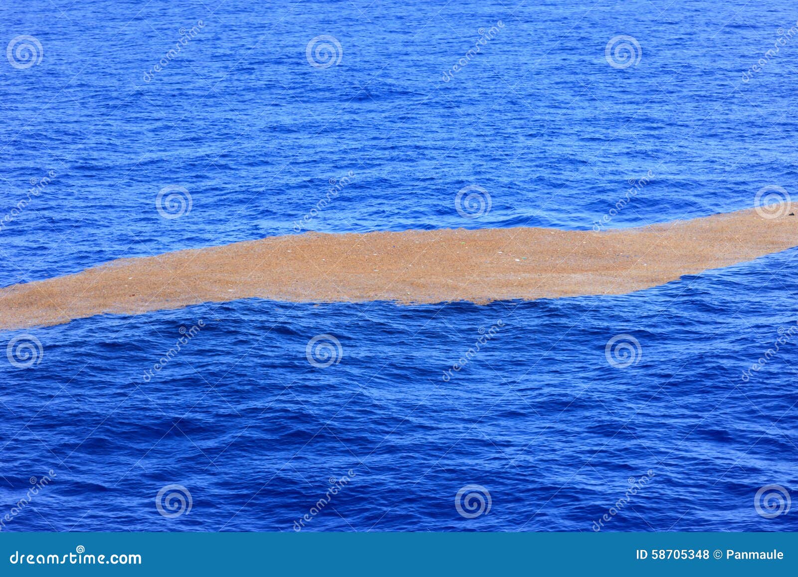 Seaweed Floating Mid Atlantic Stock Photo - Image of life, surface ...