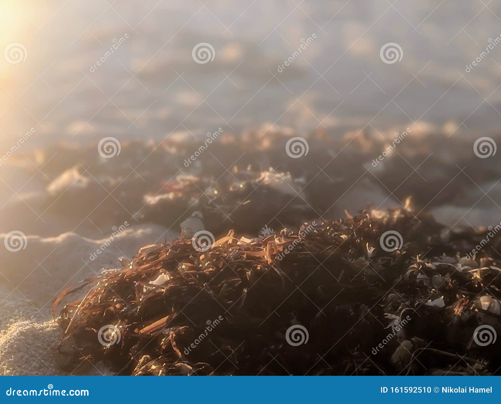 Seaweed in the Foreground on a Beach Stock Photo - Image of background ...