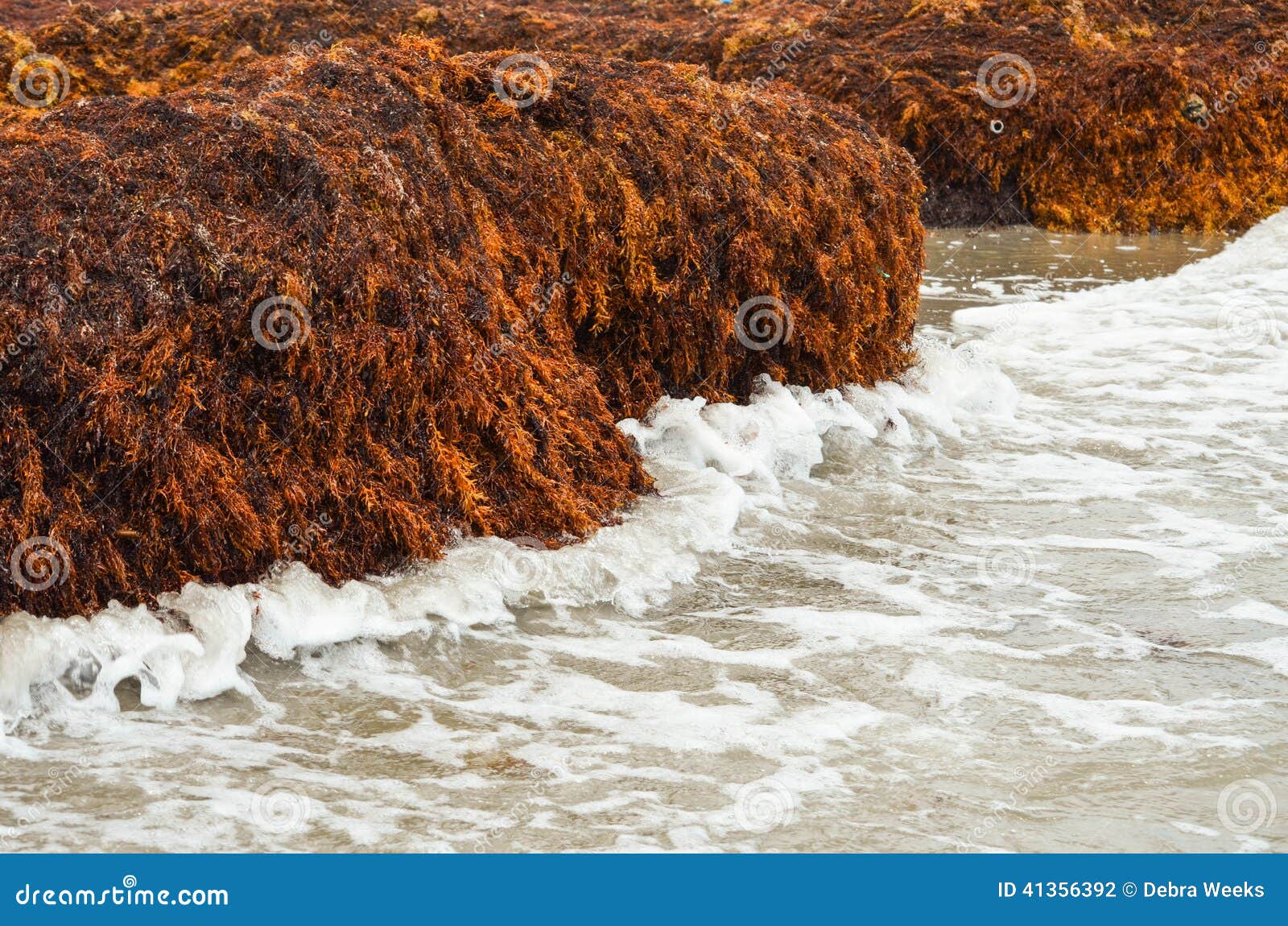 Seaweed Forming Cliffs stock photo. Image of forming - 41356392