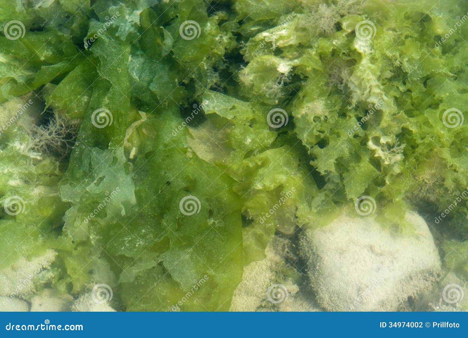 Seaweed stock photo. Image of marine, rock, algae, nature - 34974002