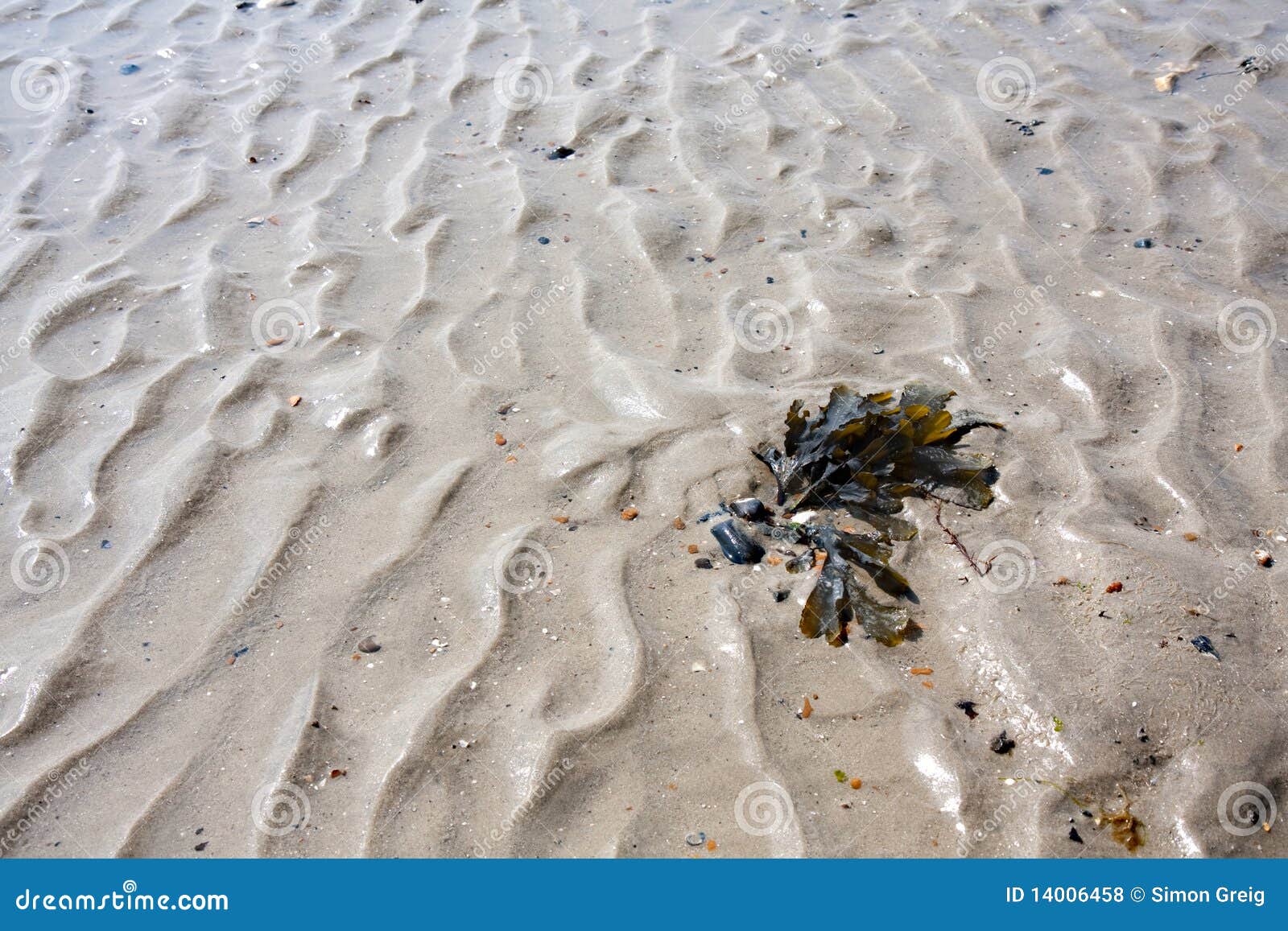 Seaweed in Grooved Sand stock photo. Image of england - 14006458