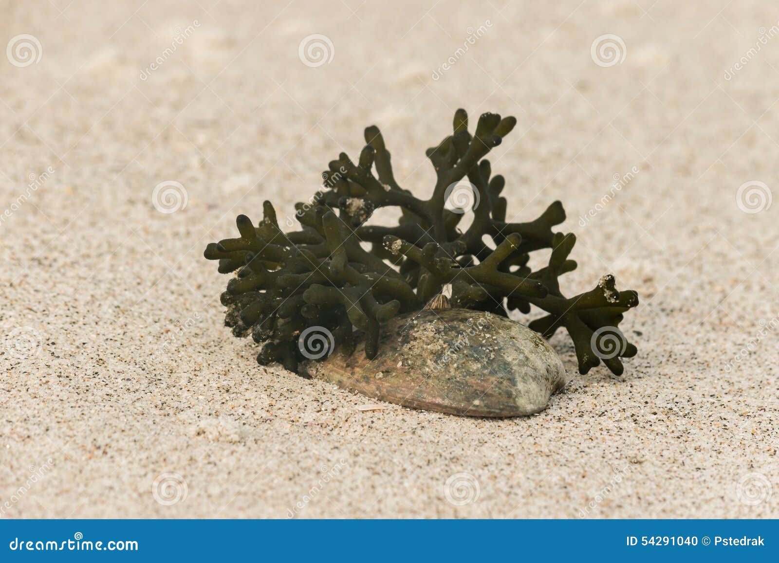 Seaweed growing on shell stock photo. Image of growing - 54291040