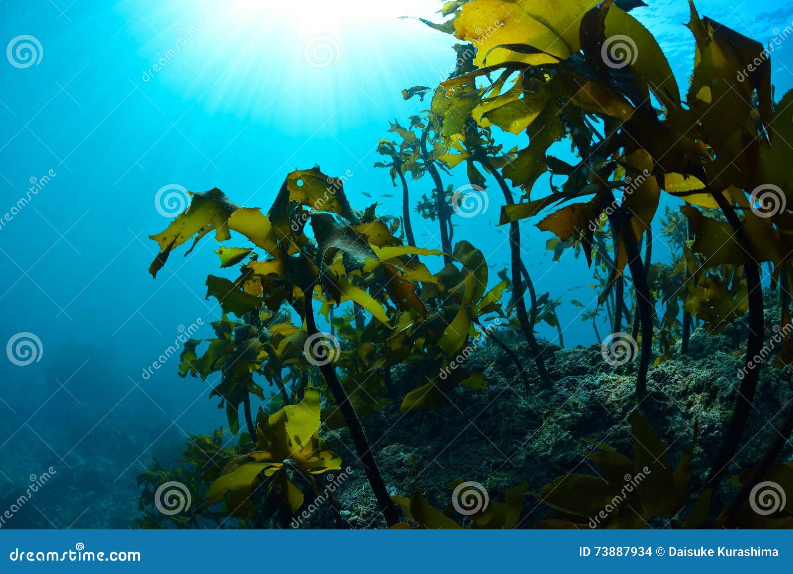 Seaweed stock photo. Image of pacific, nature, natural - 73887934