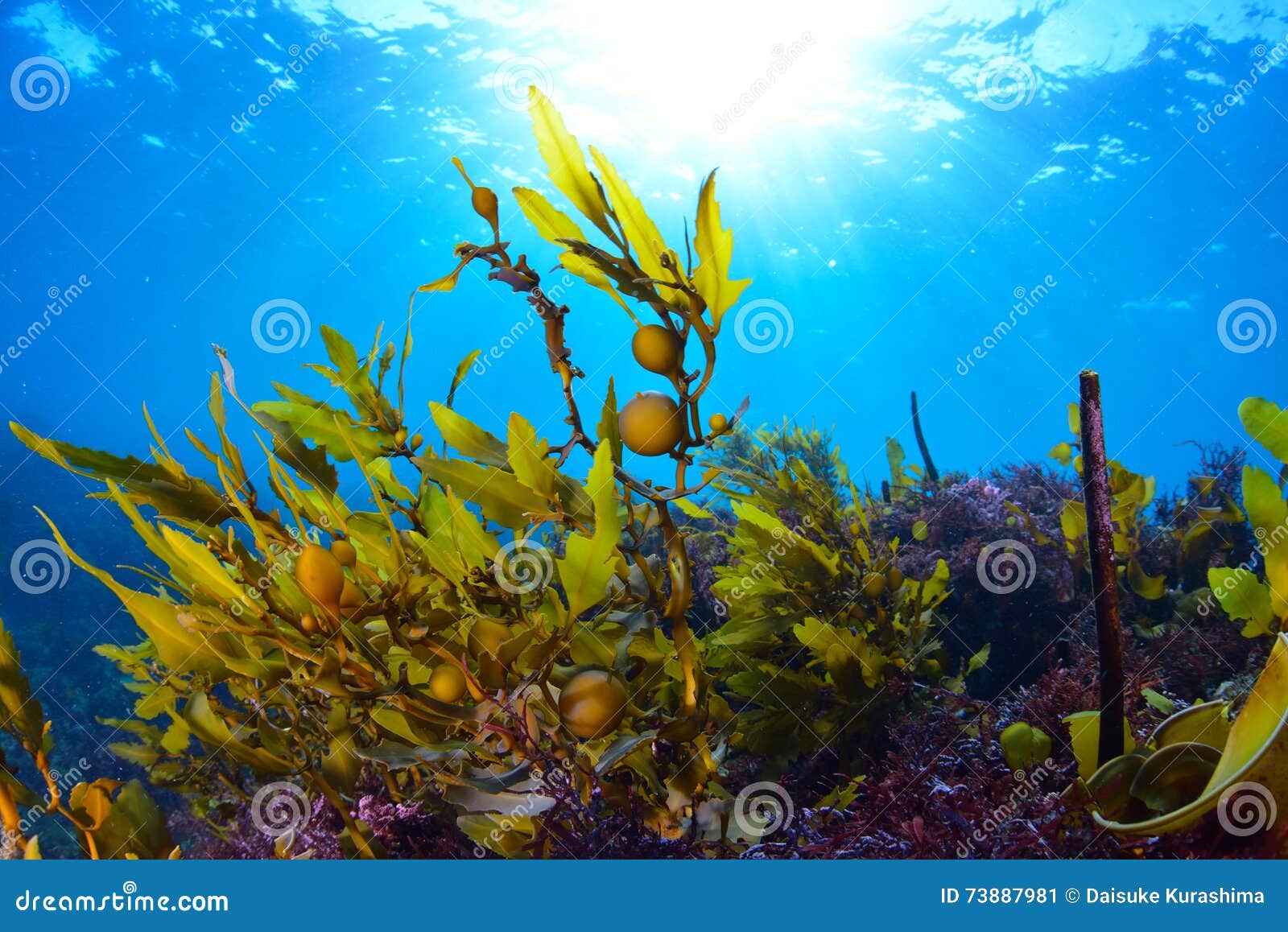 Seaweed stock image. Image of blue, diving, grass, environment - 73887981