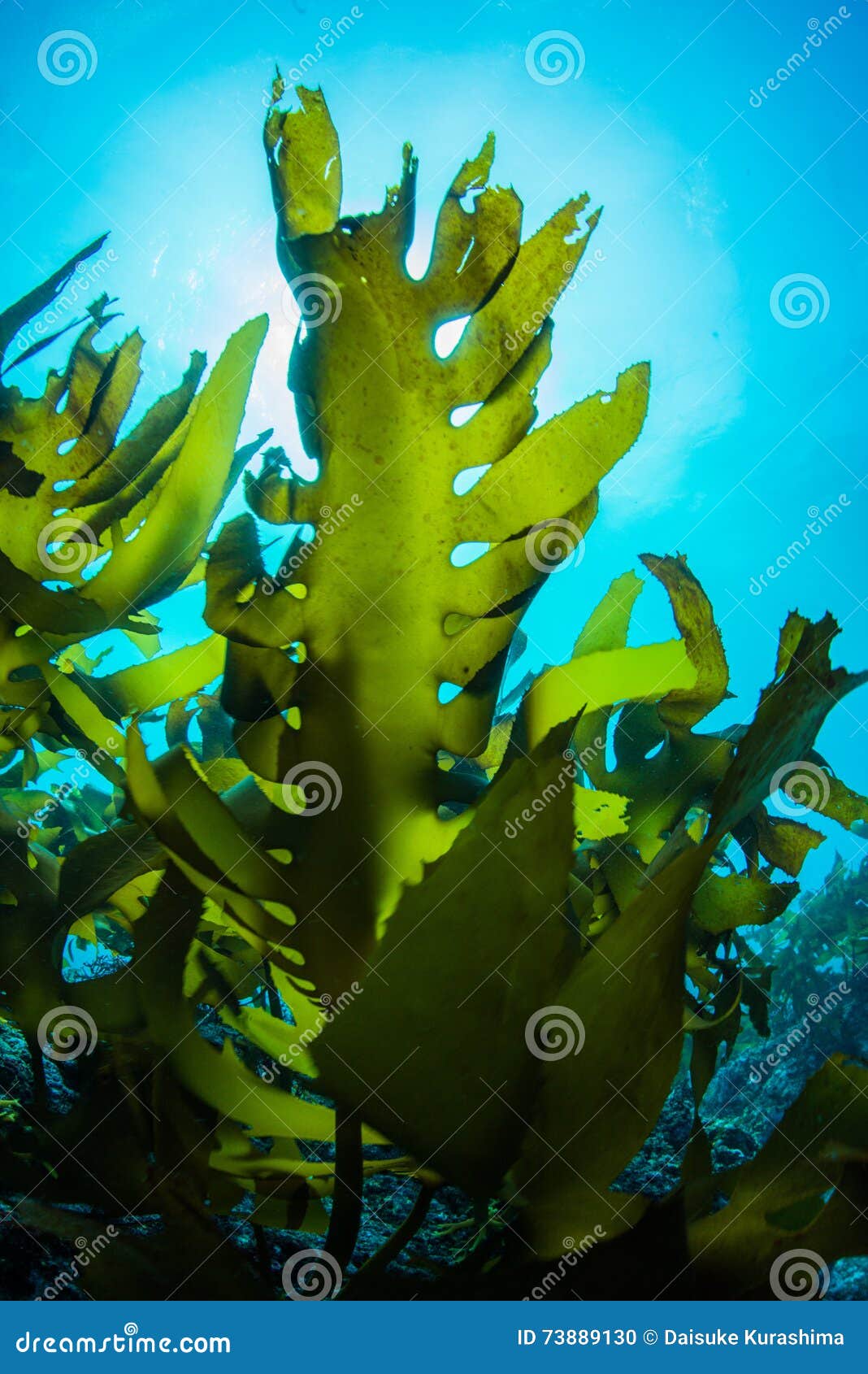 Seaweed stock photo. Image of background, beauty, colorful - 73889130