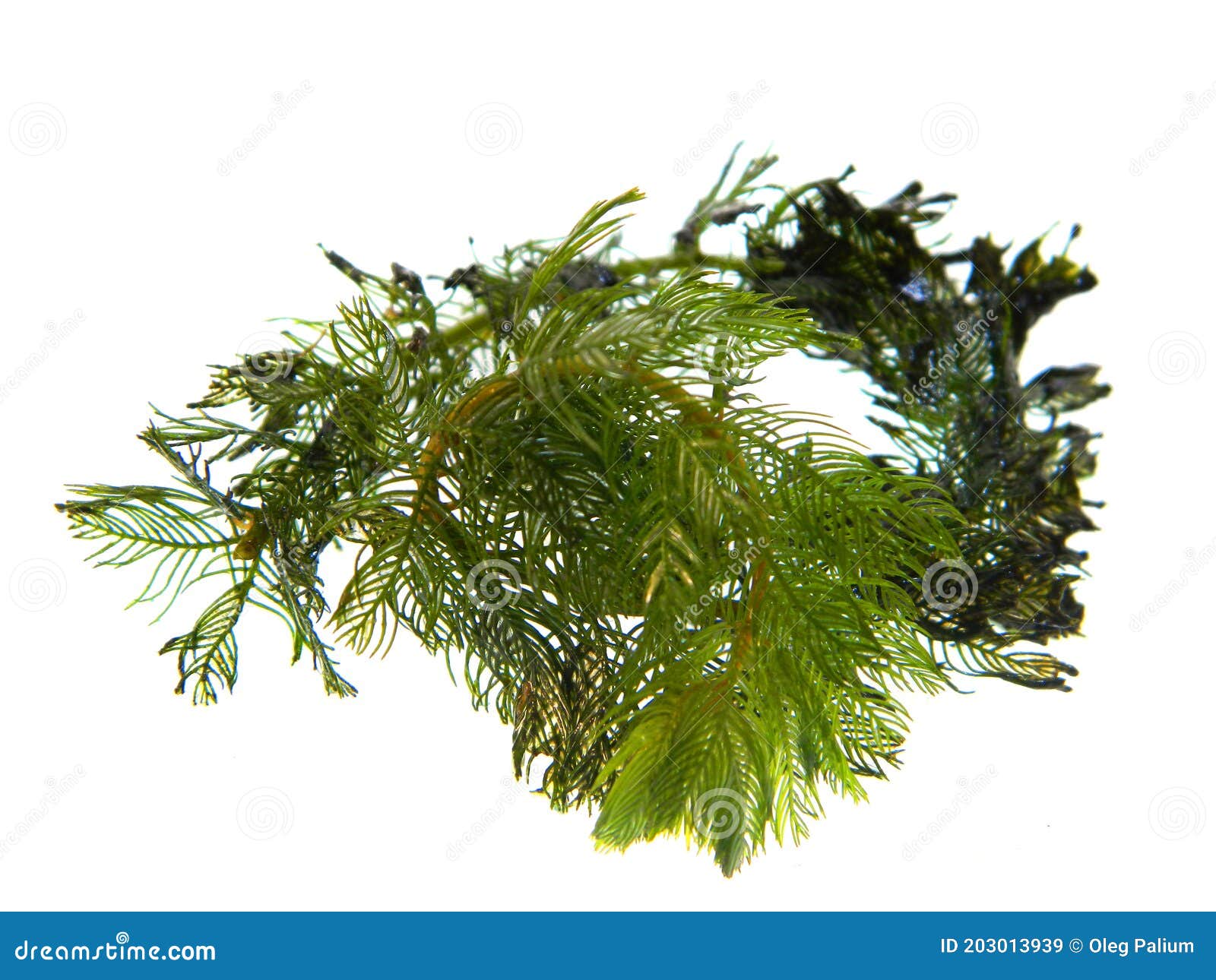 Seaweed Isolated on White Background Stock Image - Image of green ...