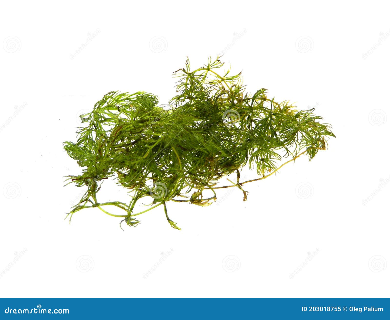 Seaweed Isolated on White Background Stock Image - Image of marinated ...