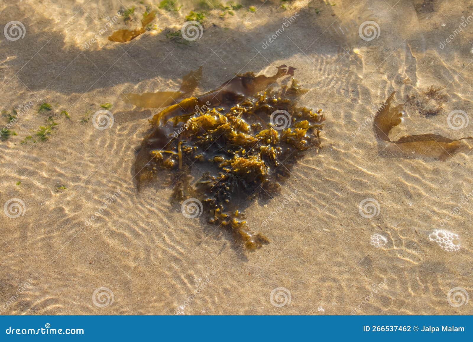 Seaweed. Kelp on the Beach. Stock Photo - Image of marine, beautiful ...