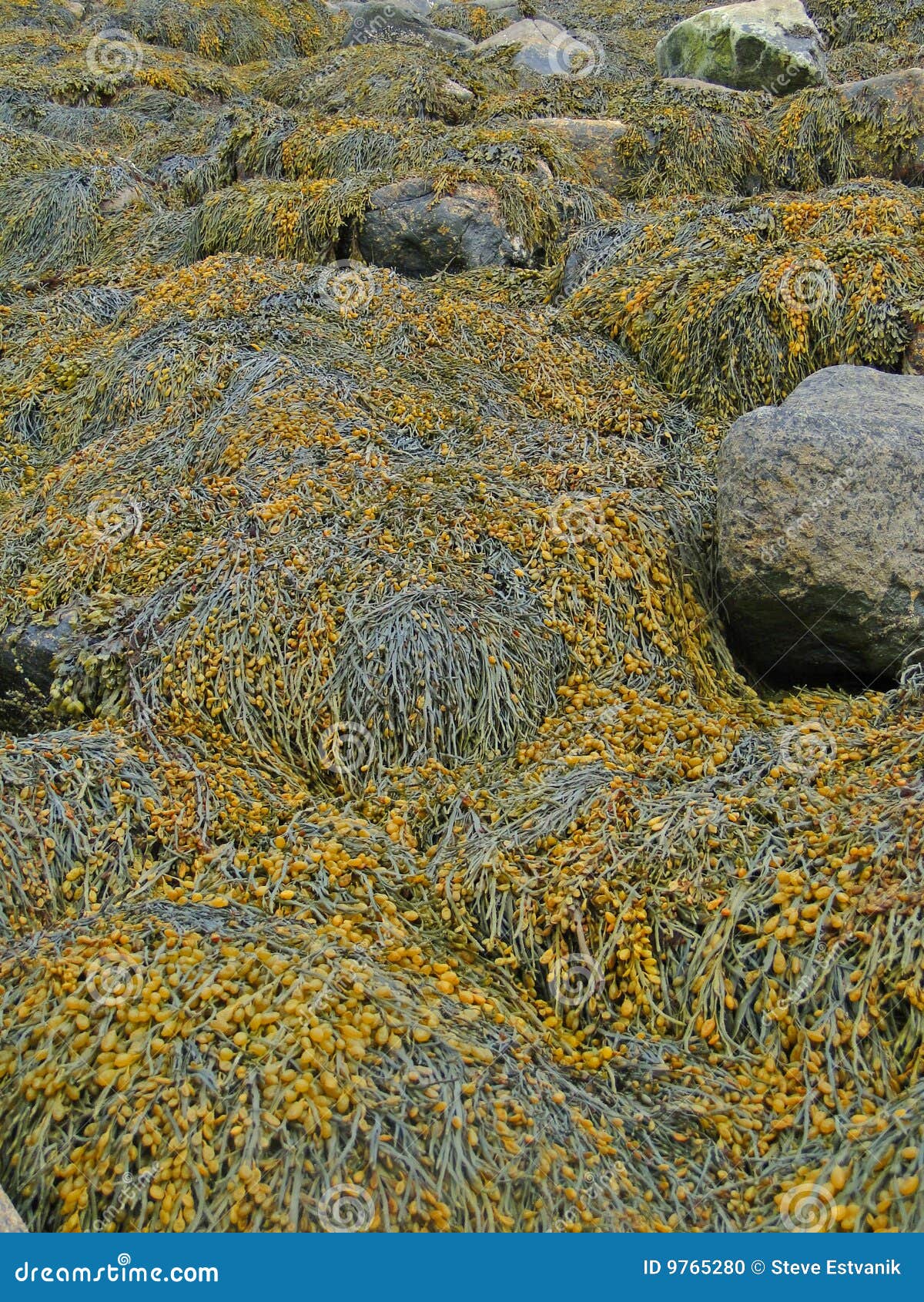 Seaweed and Kelp on Beach Rocks, Stock Photo - Image of texture ...