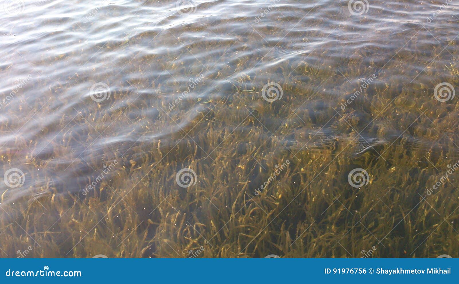 Seaweed stock photo. Image of seaweed, summer, wave, lake - 91976756