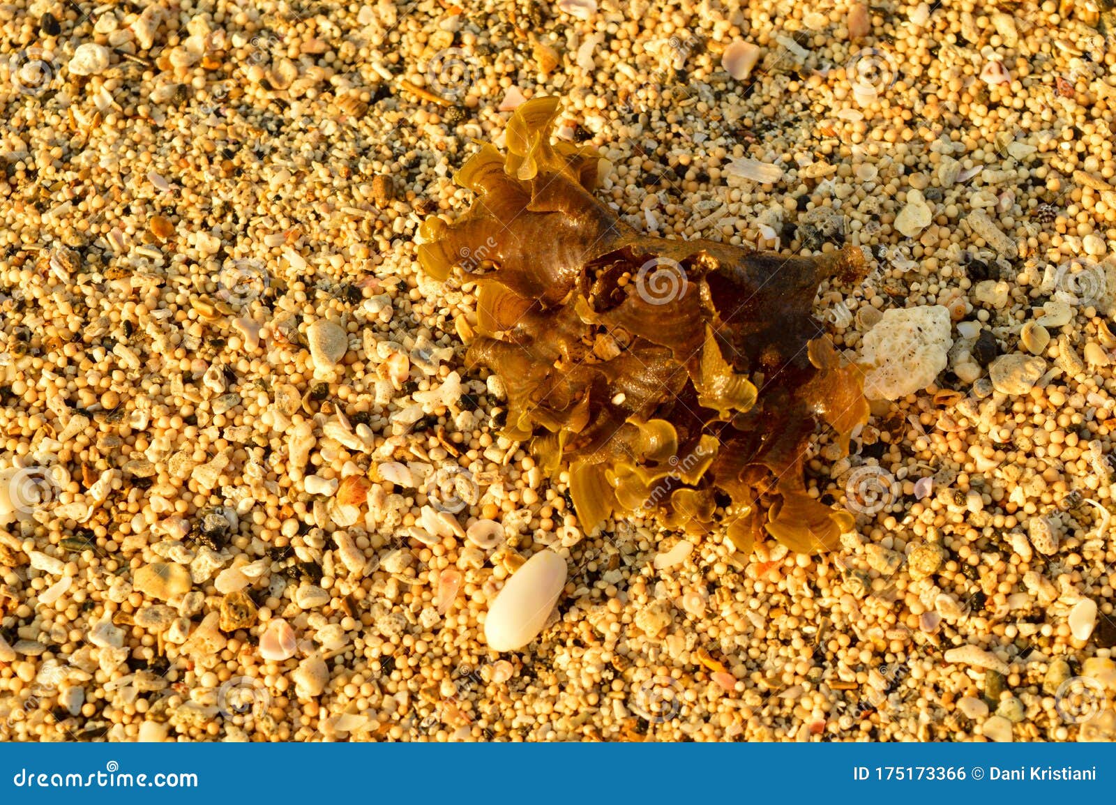 Seaweed Lying on the White Sand of the Beach Stock Photo - Image of ...