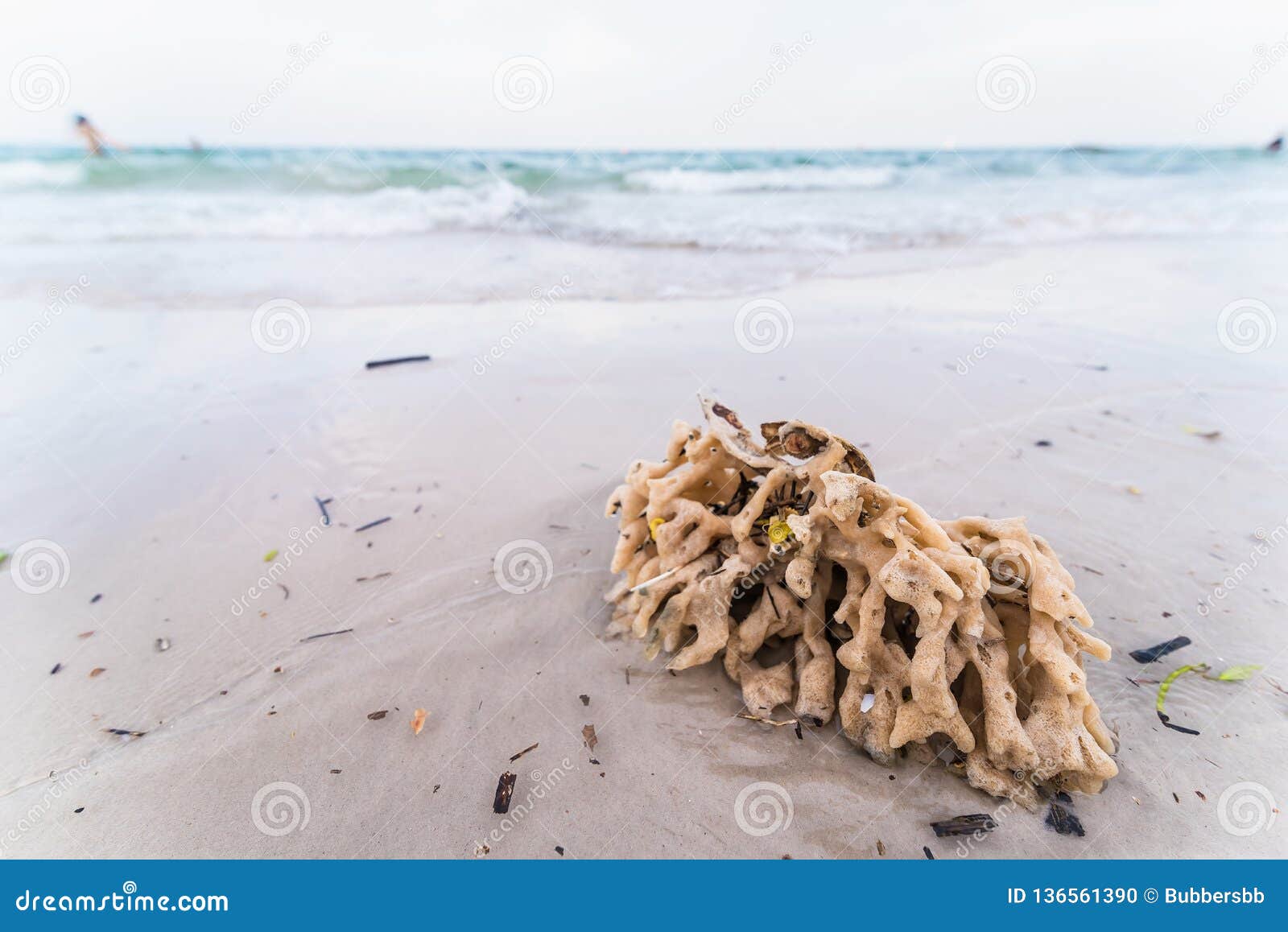 .Seaweed or Macroalgae Refers To Several Species of Macroscopic ...
