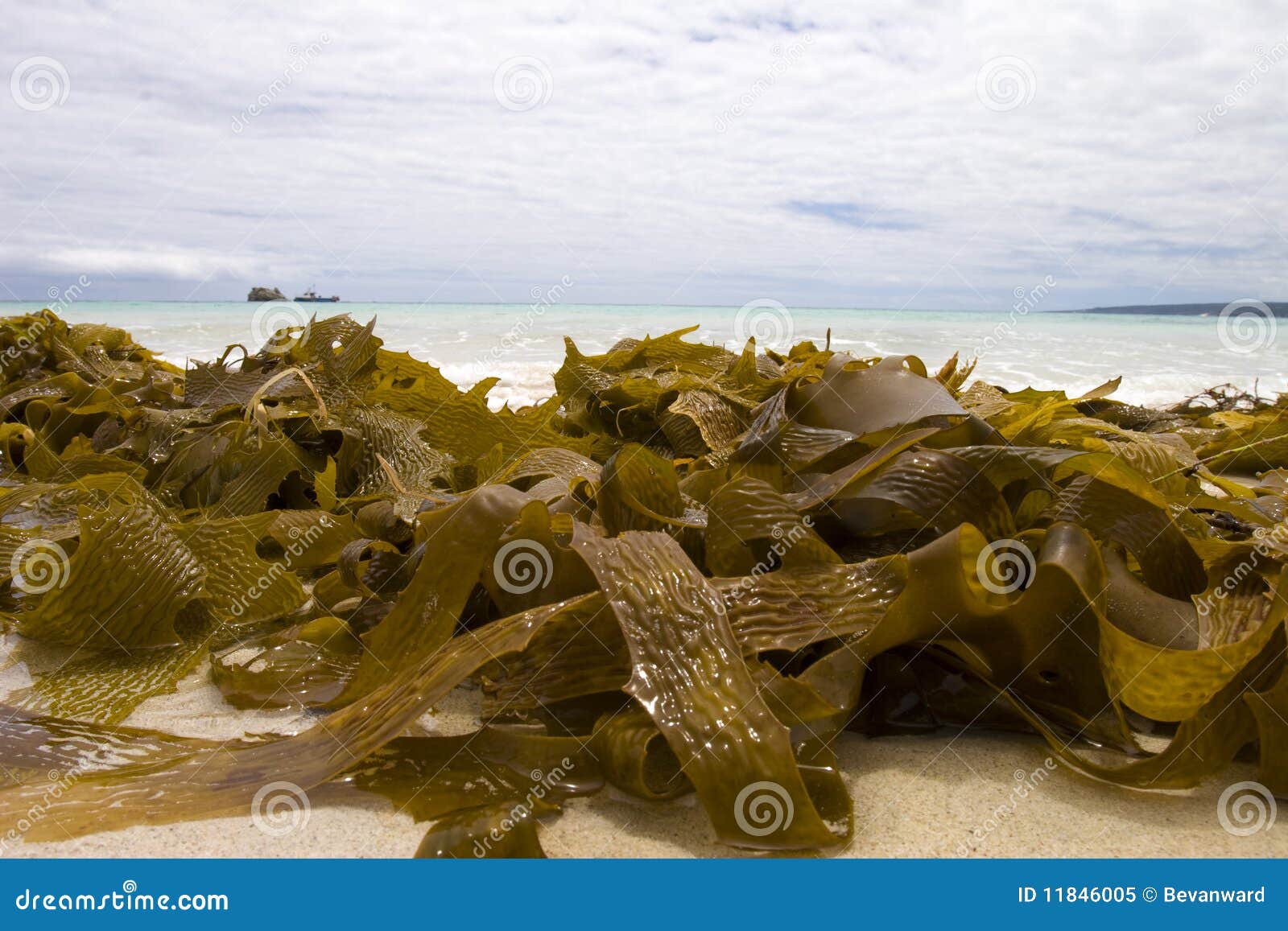 Seaweed in ocean stock image. Image of fine, yellow, seaweed - 11846005