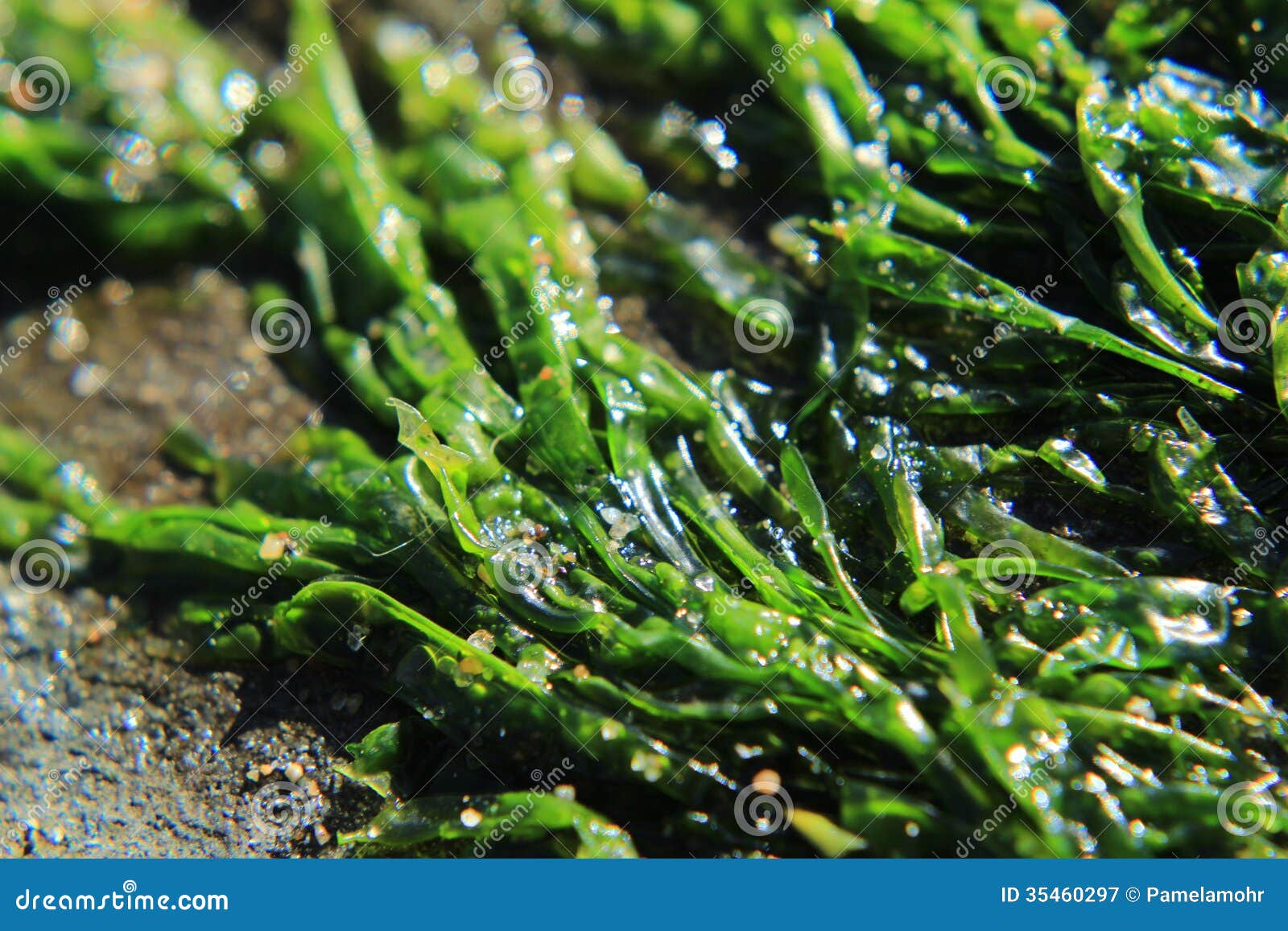 Seaweed stock image. Image of lake, nature, beach, basin - 35460297