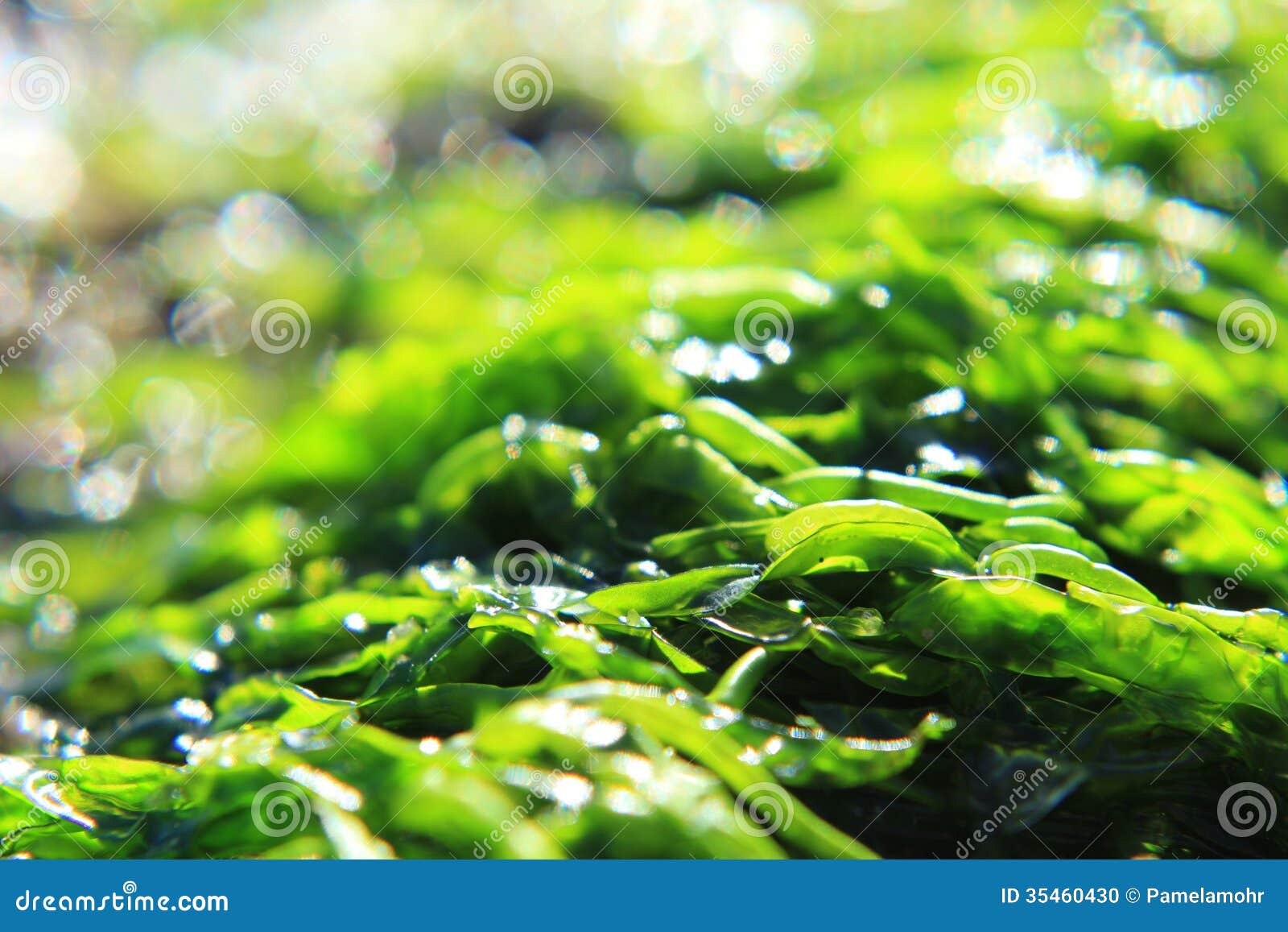 Seaweed stock photo. Image of natural, nature, nice, green - 35460430